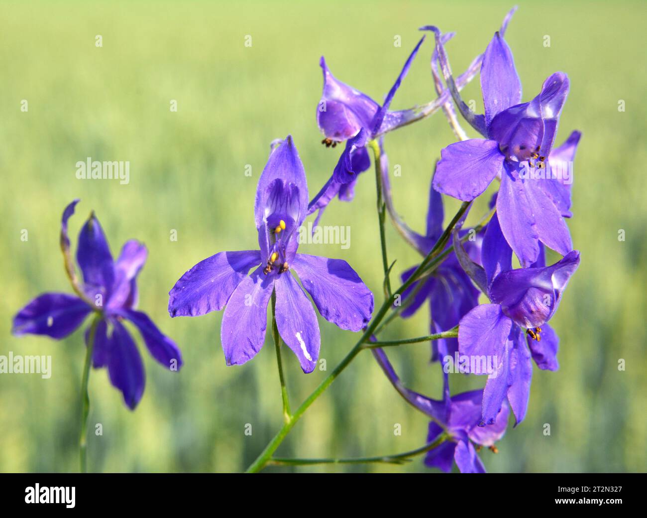 Consolida regalis blooms in the field among crops Stock Photo - Alamy