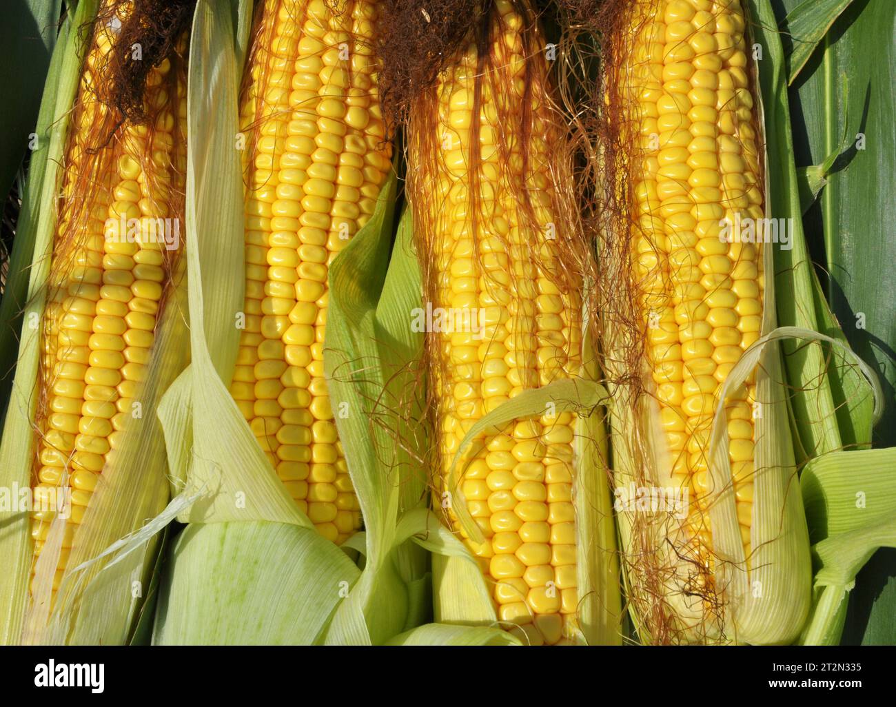 Ripeness hi-res stock photography and images - Alamy