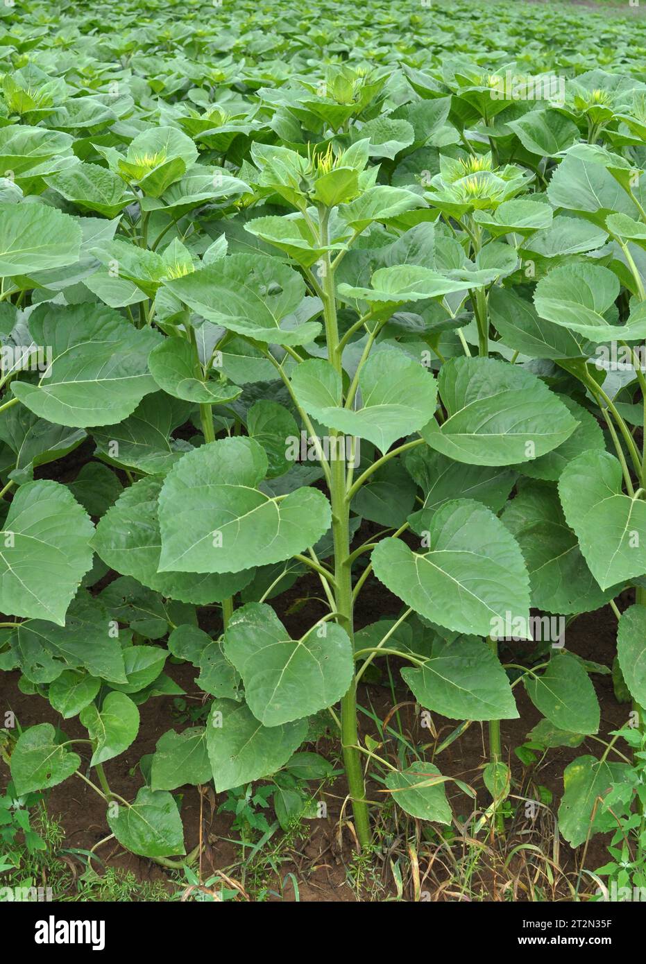 Young sunflower plants grow in the field before the flowers appear ...