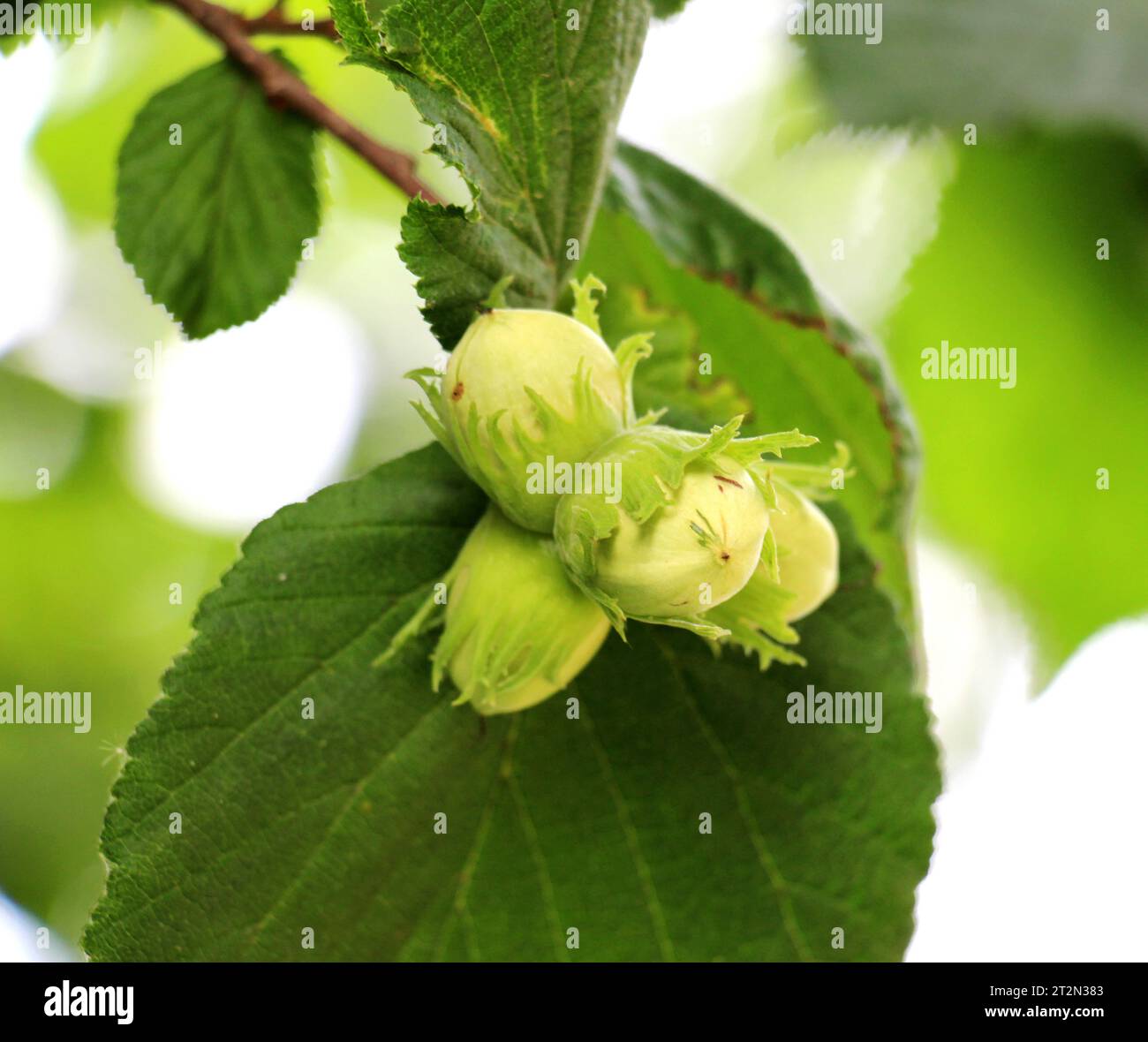 Fruits ripen on the branch of a hazelnut tree Stock Photo - Alamy