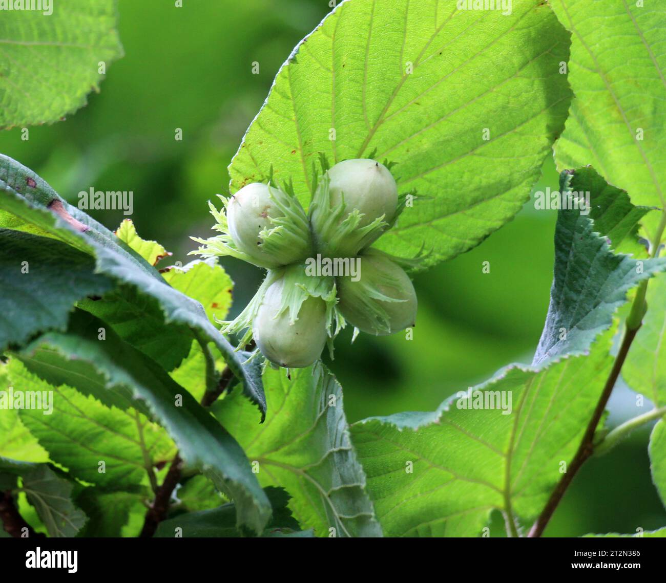 Fruits ripen on the branch of a hazelnut tree Stock Photo - Alamy