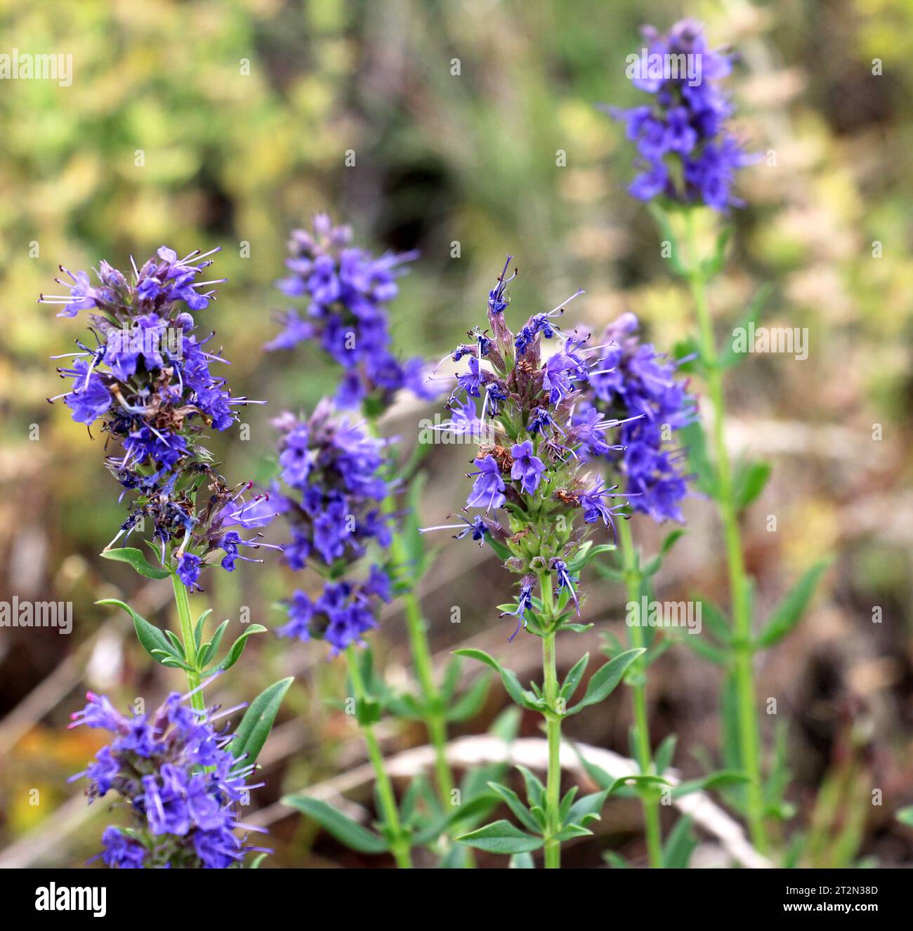 In summer, hyssopus officinalis grows in the wild Stock Photo - Alamy