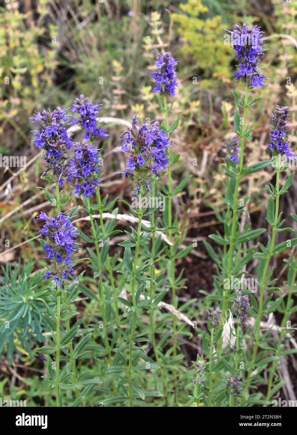 In summer, hyssopus officinalis grows in the wild Stock Photo - Alamy