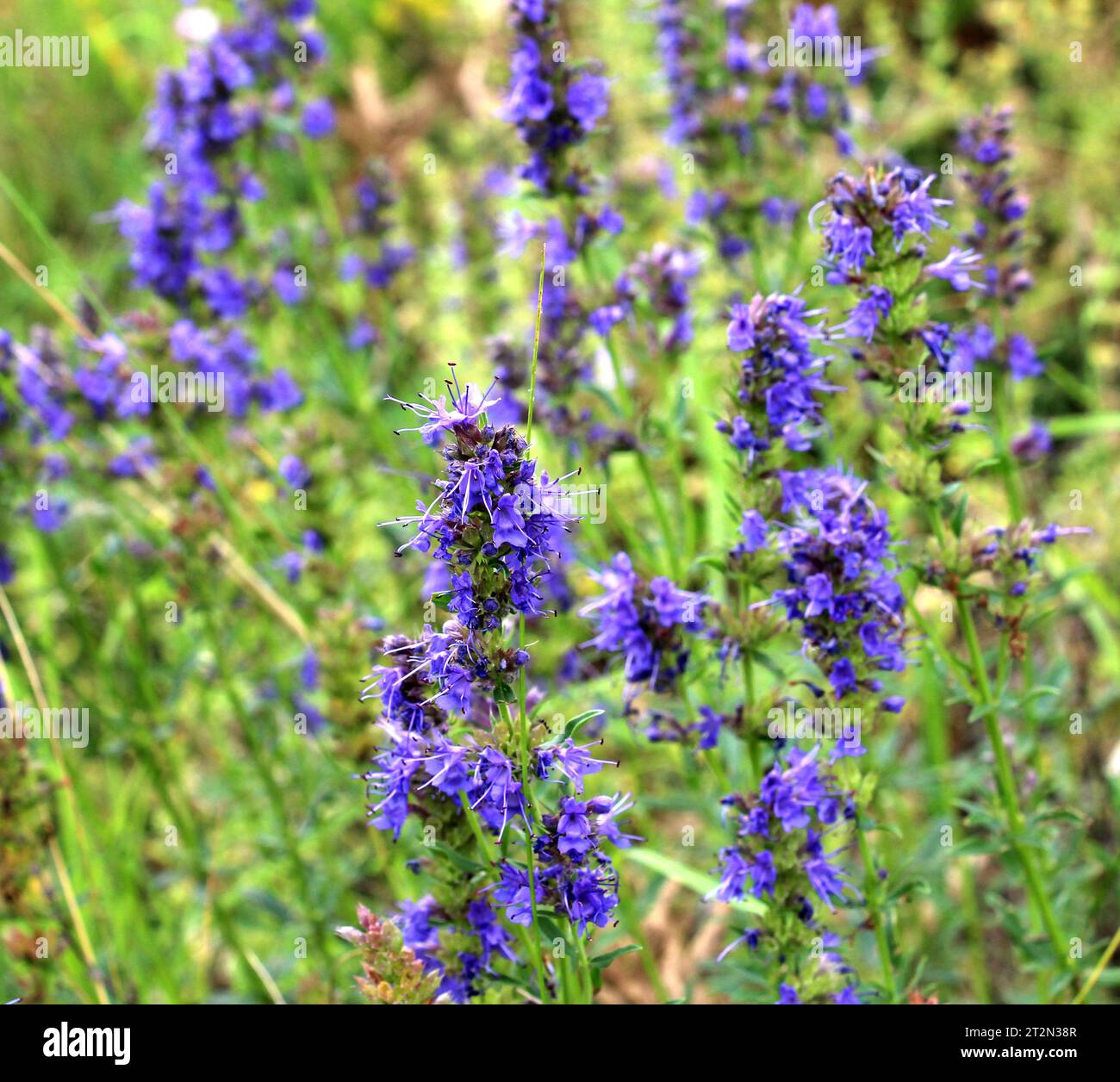 In summer, hyssopus officinalis grows in the wild Stock Photo - Alamy