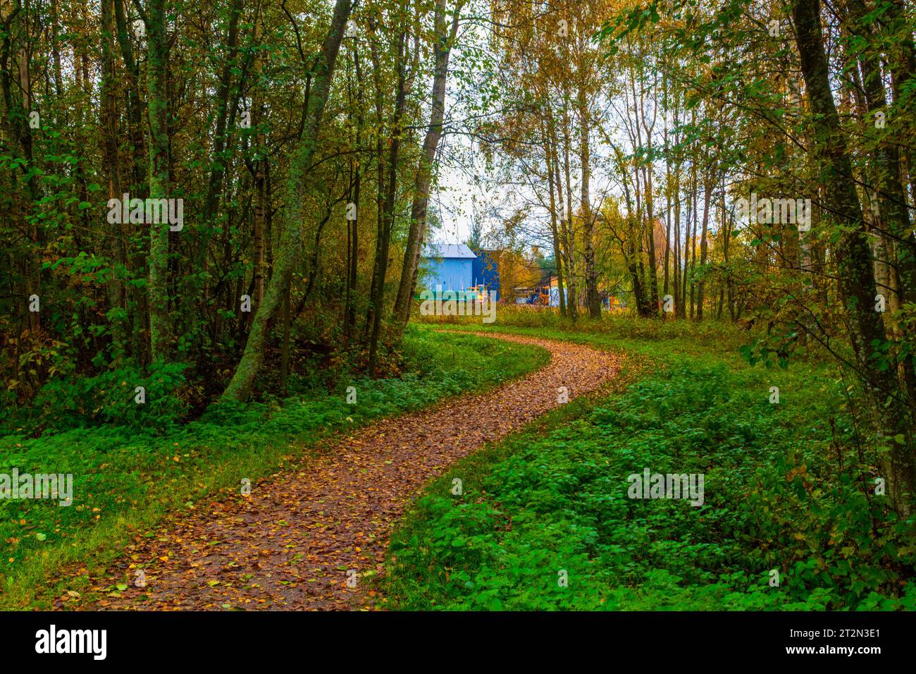 Pathway in autumn trees in park tree hi-res stock photography and ...