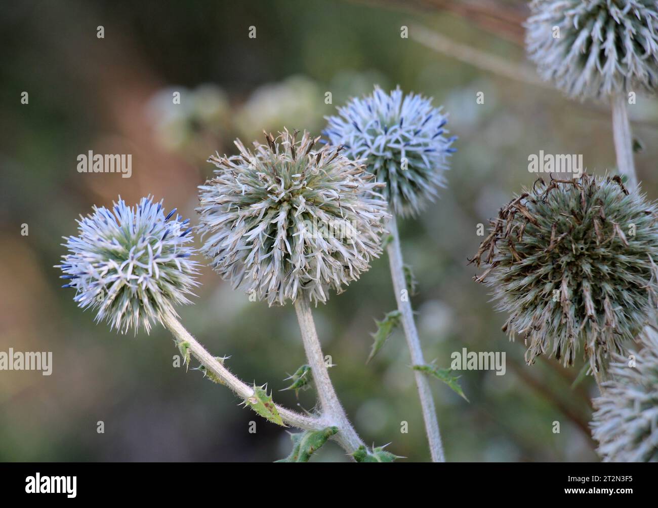 In the wild, the honey plant echinops sphaerocephalus blooms Stock ...