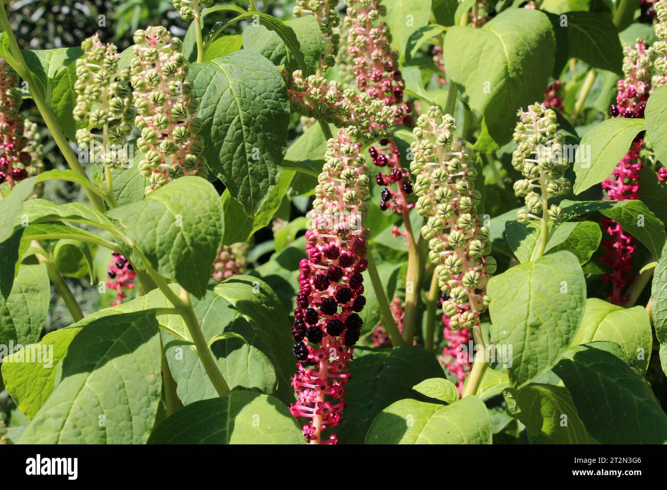 Phytolacca acinosa leaves hi-res stock photography and images - Alamy