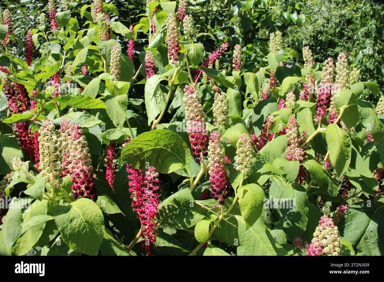 Phytolacca acinosa leaves hi-res stock photography and images - Alamy