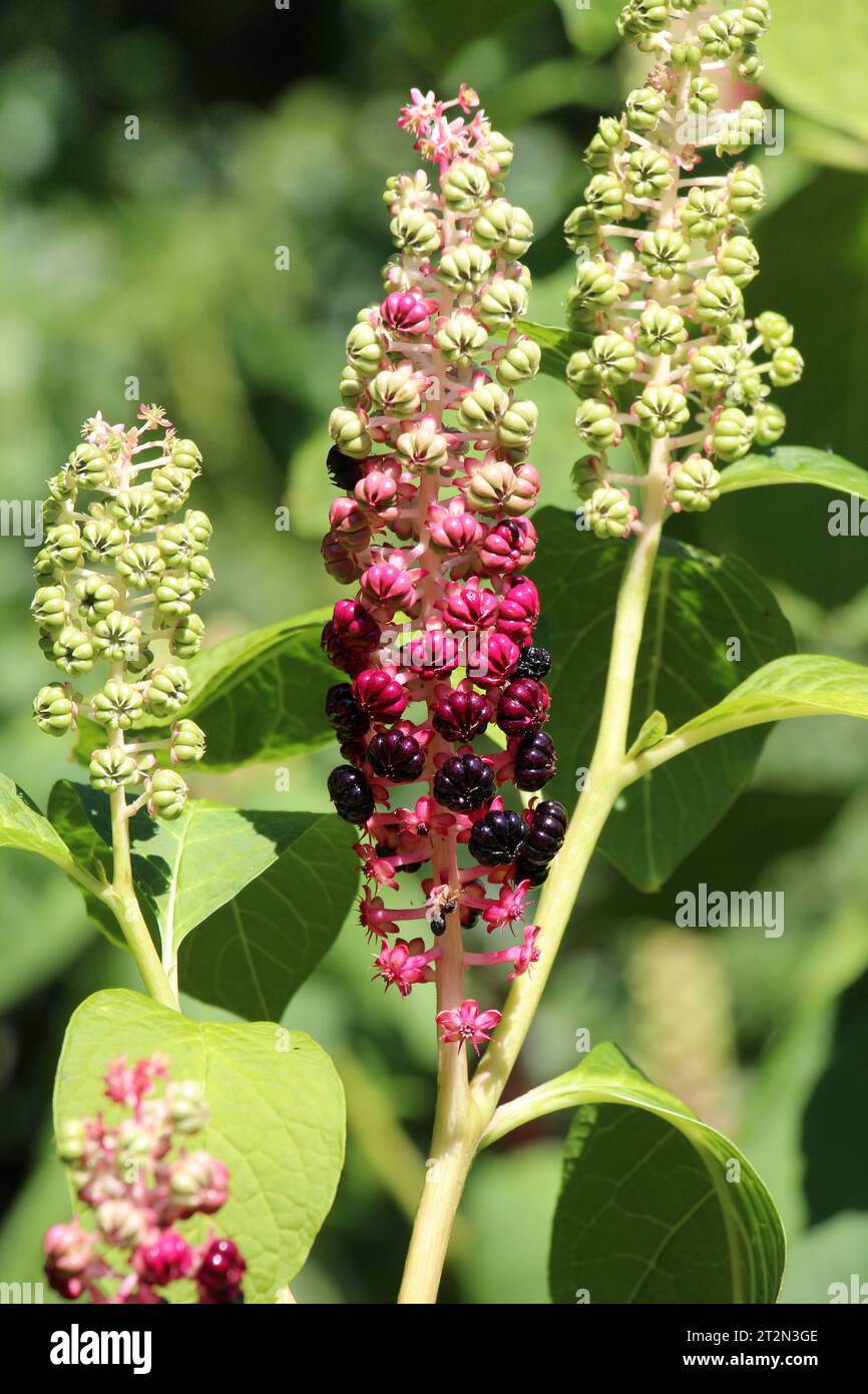 Phytolacca acinosa leaves hi-res stock photography and images - Alamy