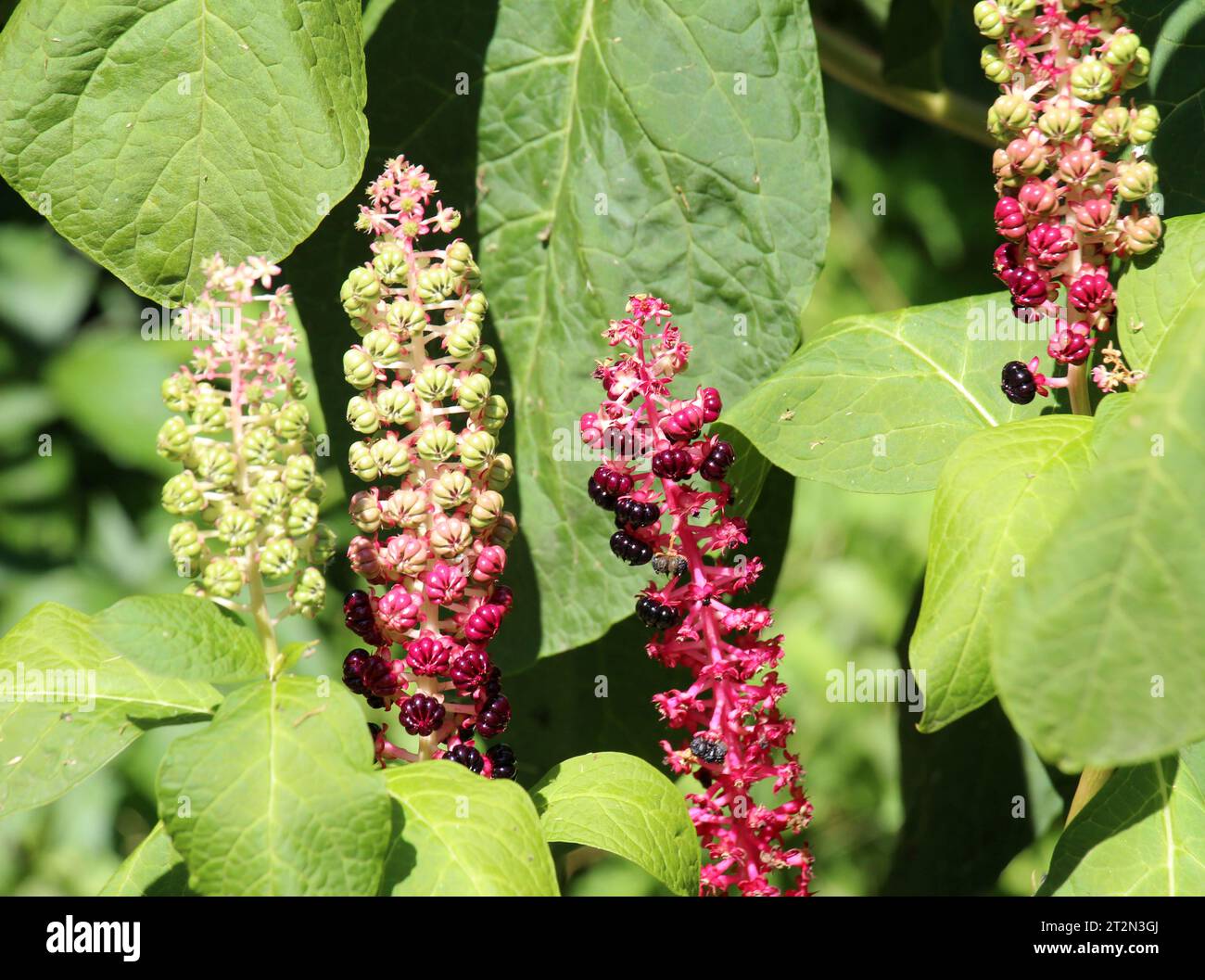 Phytolacca acinosa leaves hi-res stock photography and images - Alamy