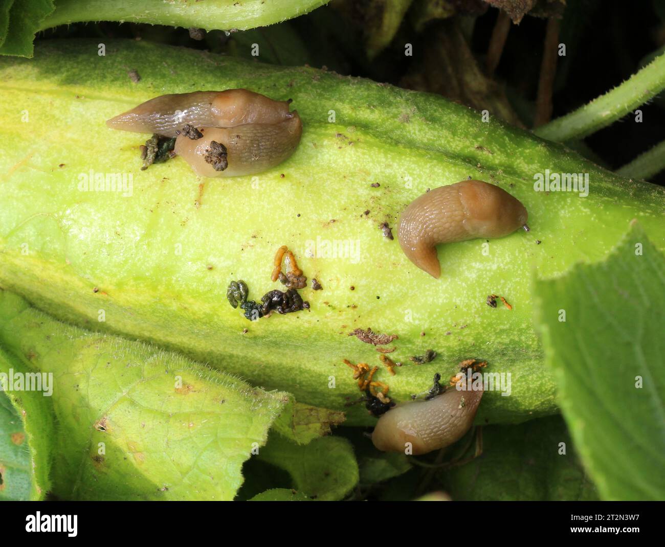 Slugs (molluscs of the gastropod class) that damage vegetable crops ...