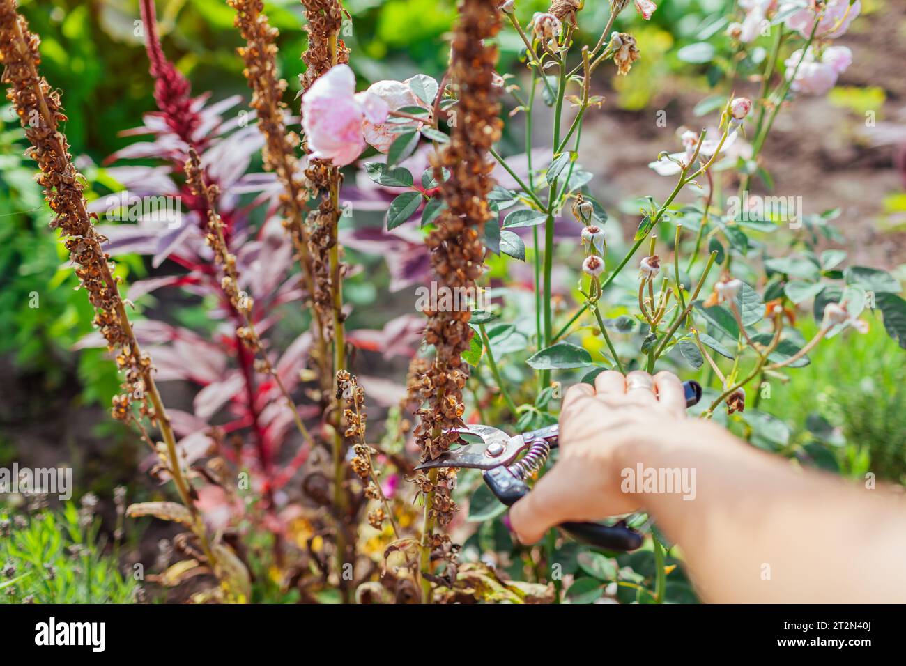Digitalis ferruginea seed hi-res stock photography and images - Alamy