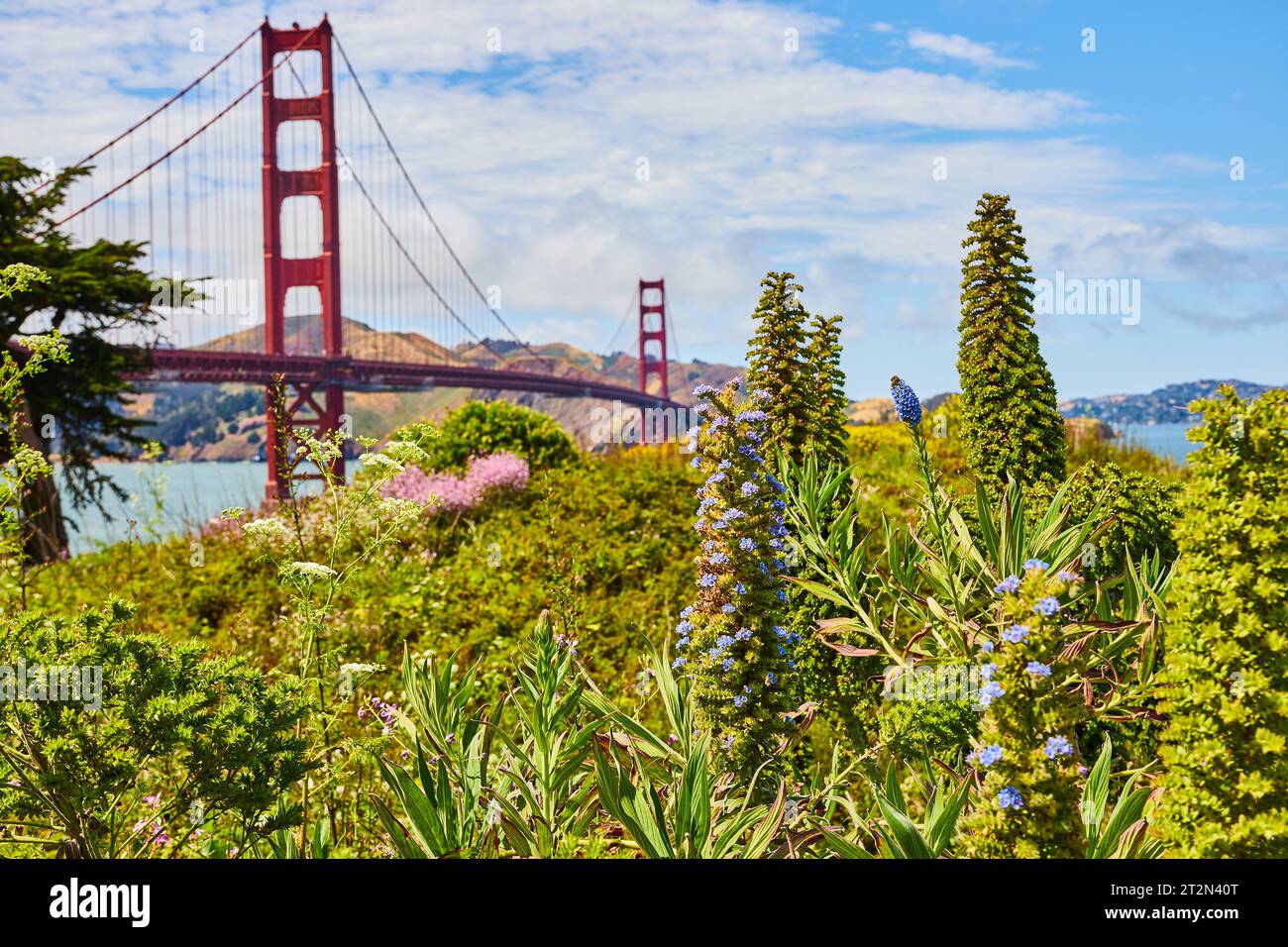 Gorgeous summer day with blue flowering succulents on hillside with ...