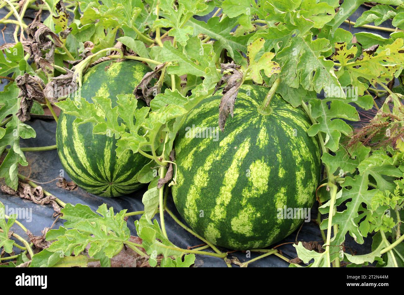 In the field, in the open ground watermelons ripen Stock Photo - Alamy
