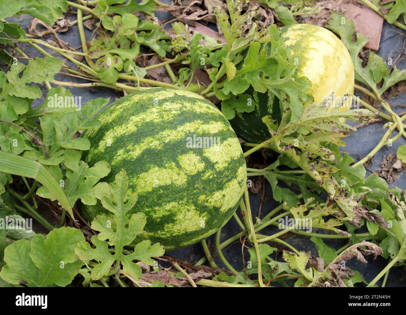 In the field, in the open ground watermelons ripen Stock Photo - Alamy