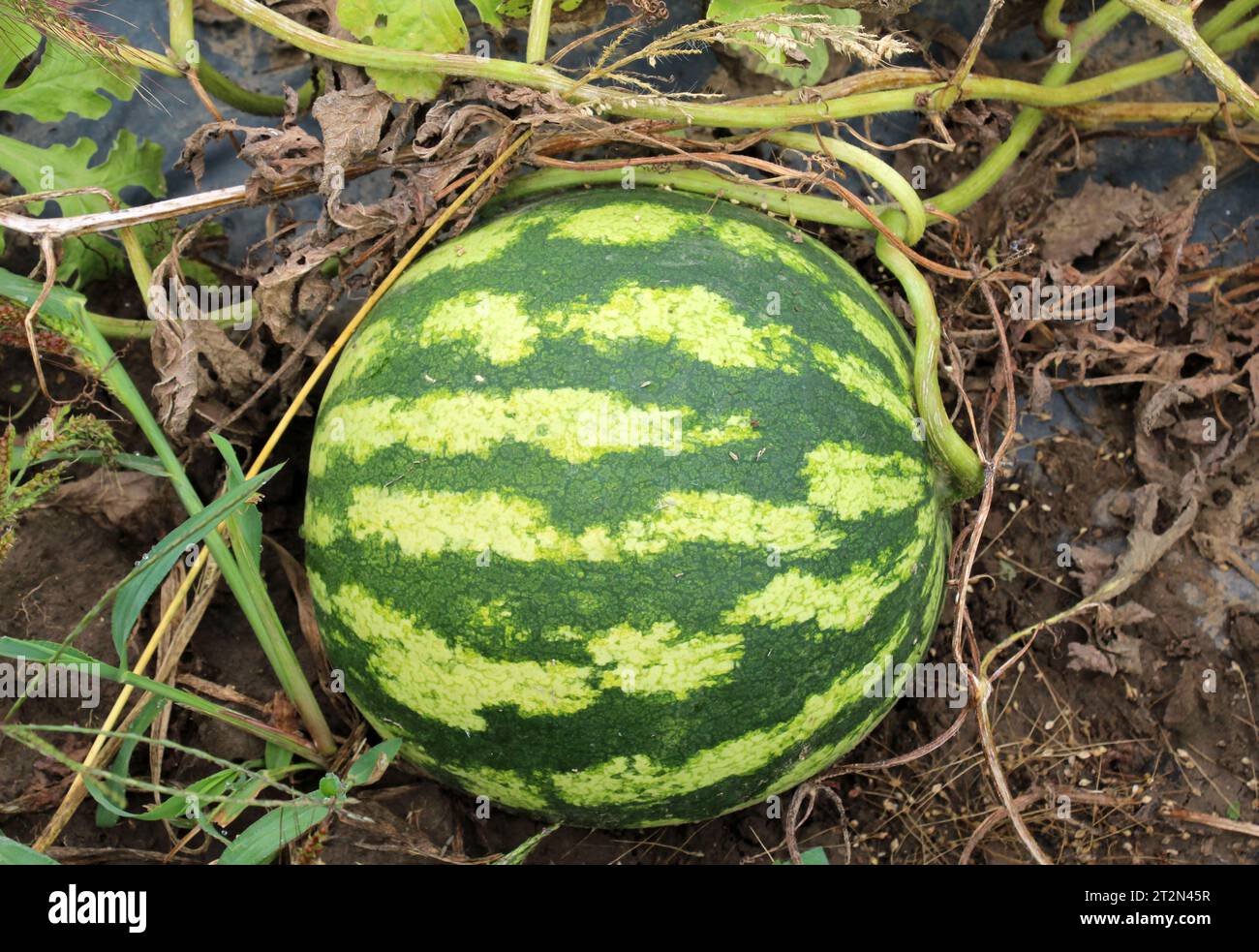 In the field, in the open ground watermelons ripen Stock Photo - Alamy