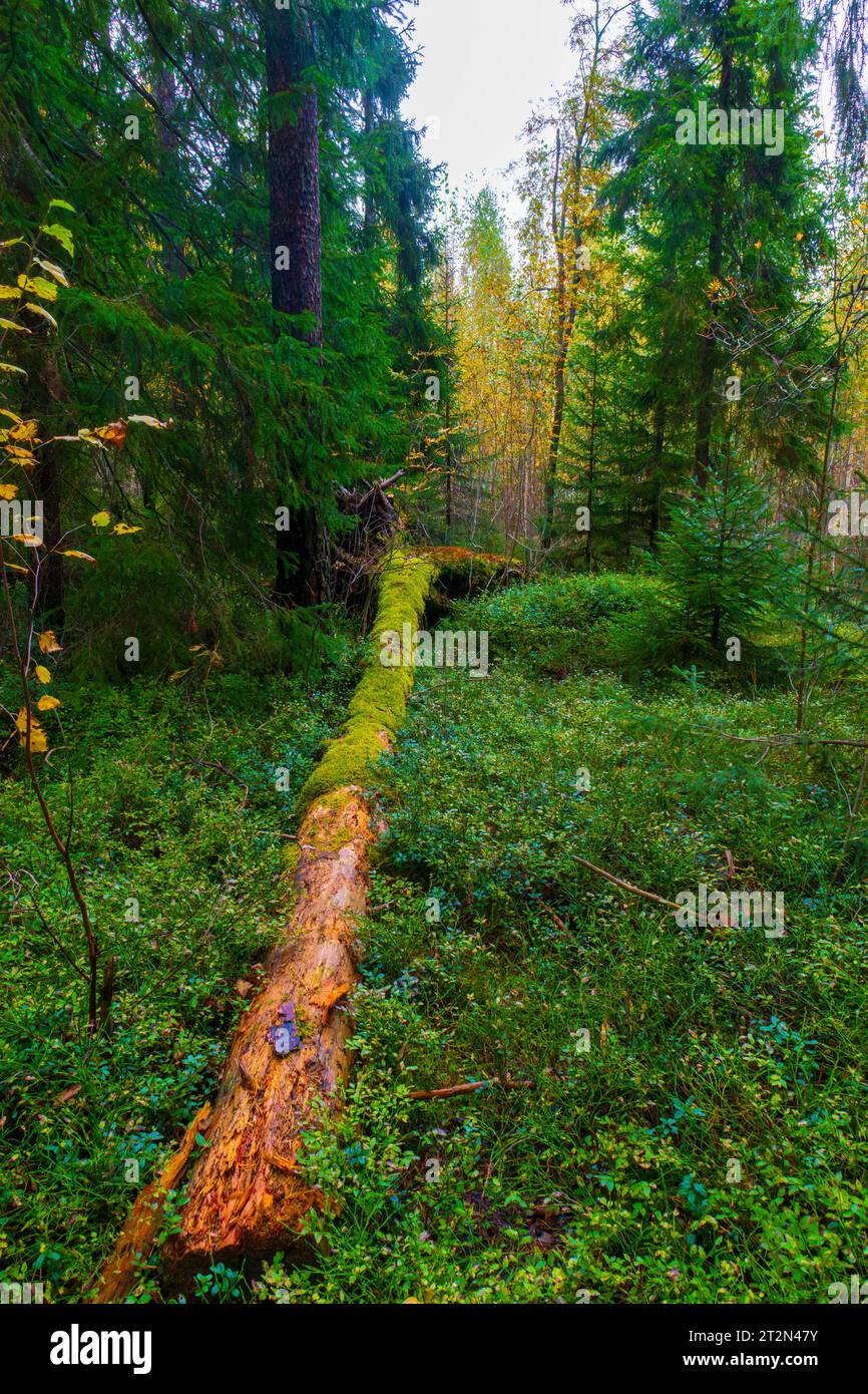Dead host hi-res stock photography and images - Alamy