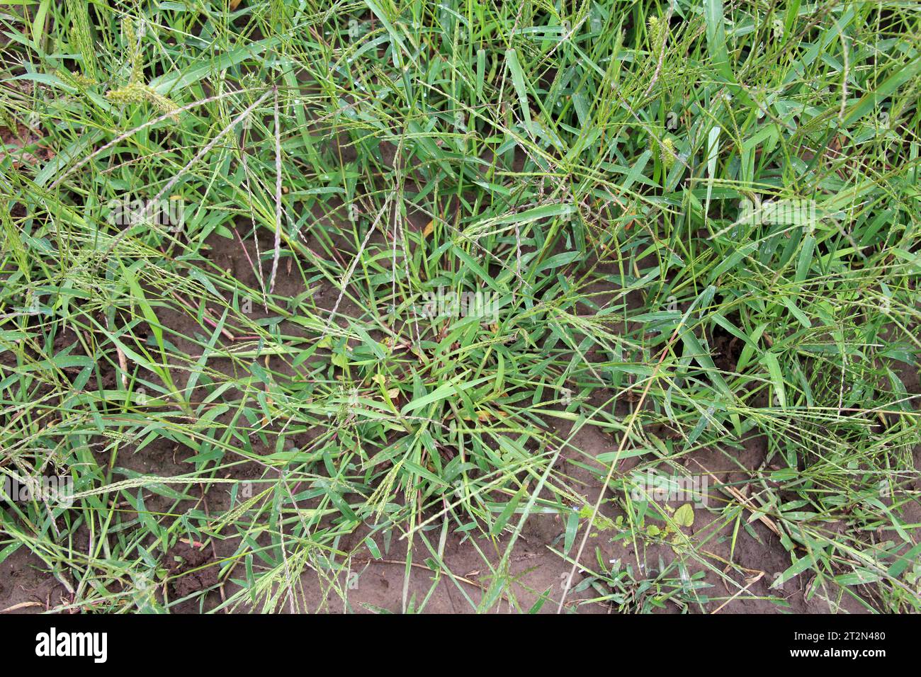 In the wild, Digitaria sanguinalis grows in the field like a weed Stock ...