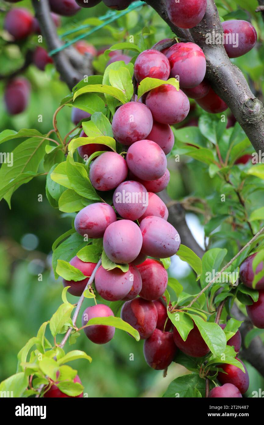 Plum varieties hi-res stock photography and images - Alamy