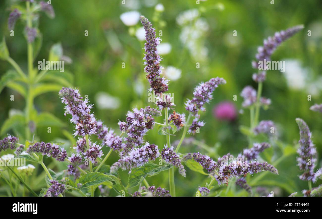 In the summer, long-leaved mint (Mentha longifolia) grows in the wild ...