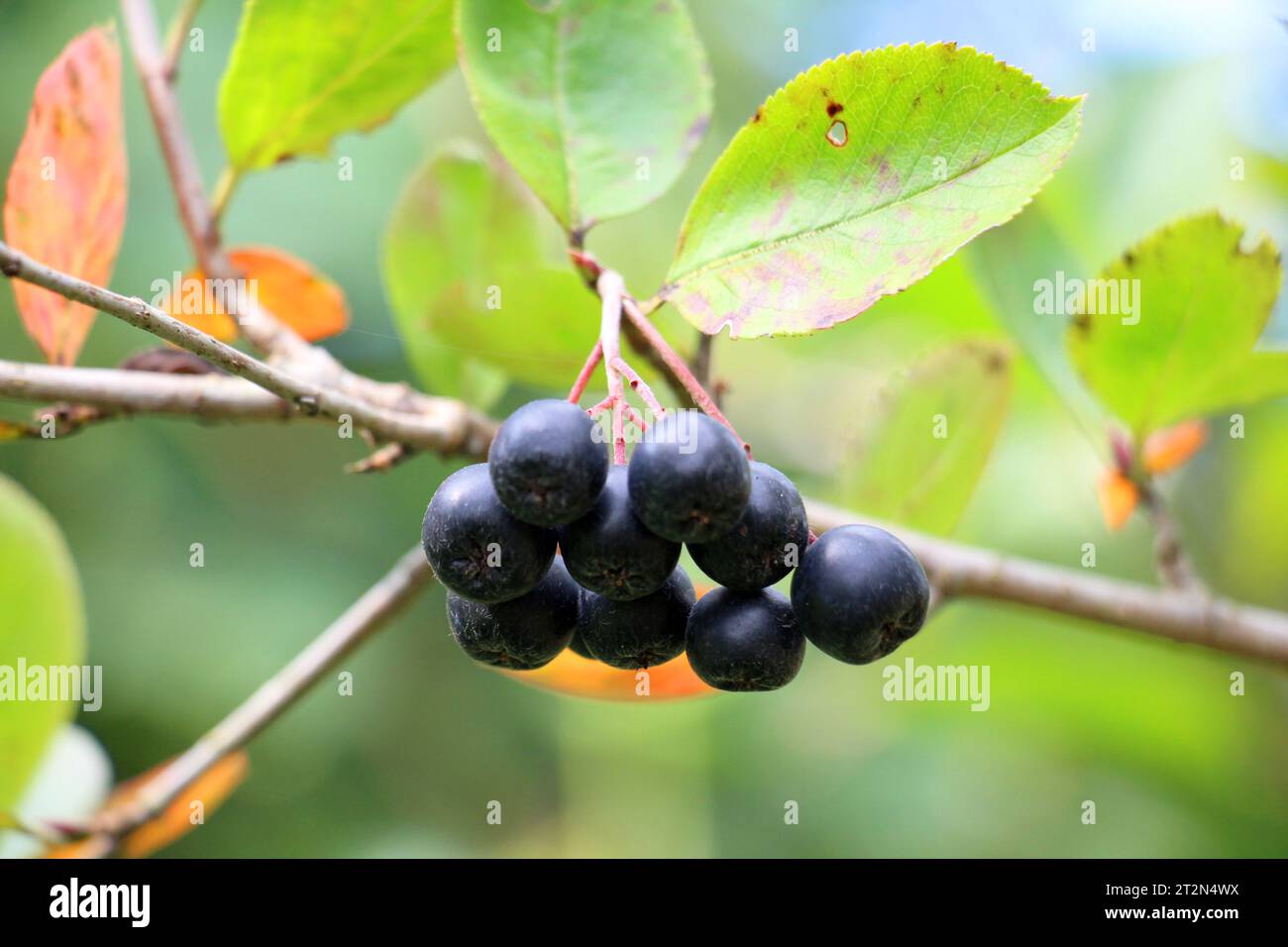 Branch of chokeberry (Aronia melanocarpa) with ripe black berries Stock ...