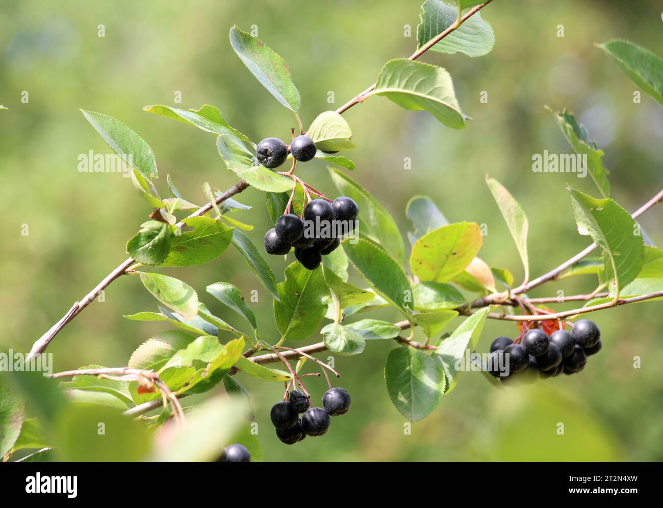 Branch of chokeberry (Aronia melanocarpa) with ripe black berries Stock Photo - Alamy