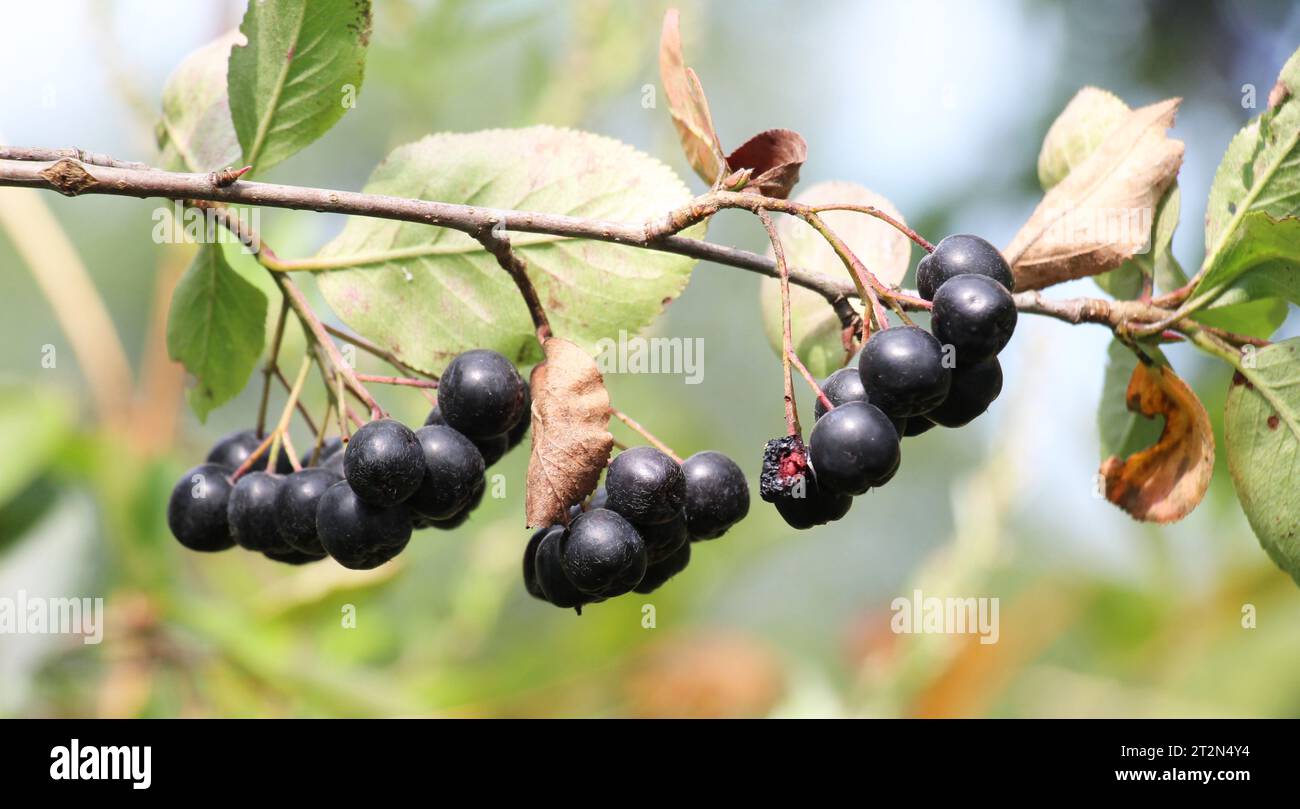 Branch of chokeberry (Aronia melanocarpa) with ripe black berries Stock Photo - Alamy