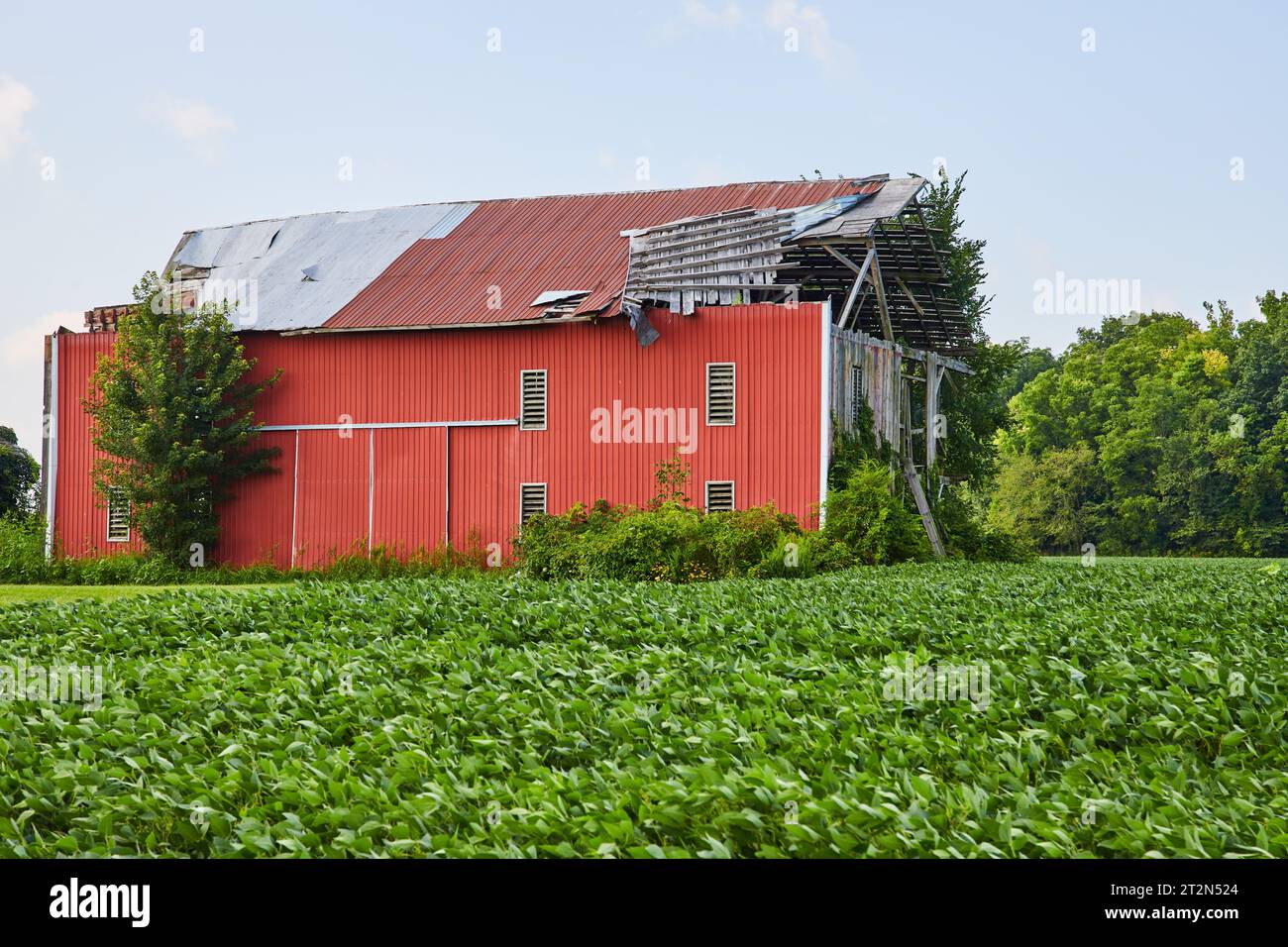 Crops destroyed by wind hi-res stock photography and images - Alamy