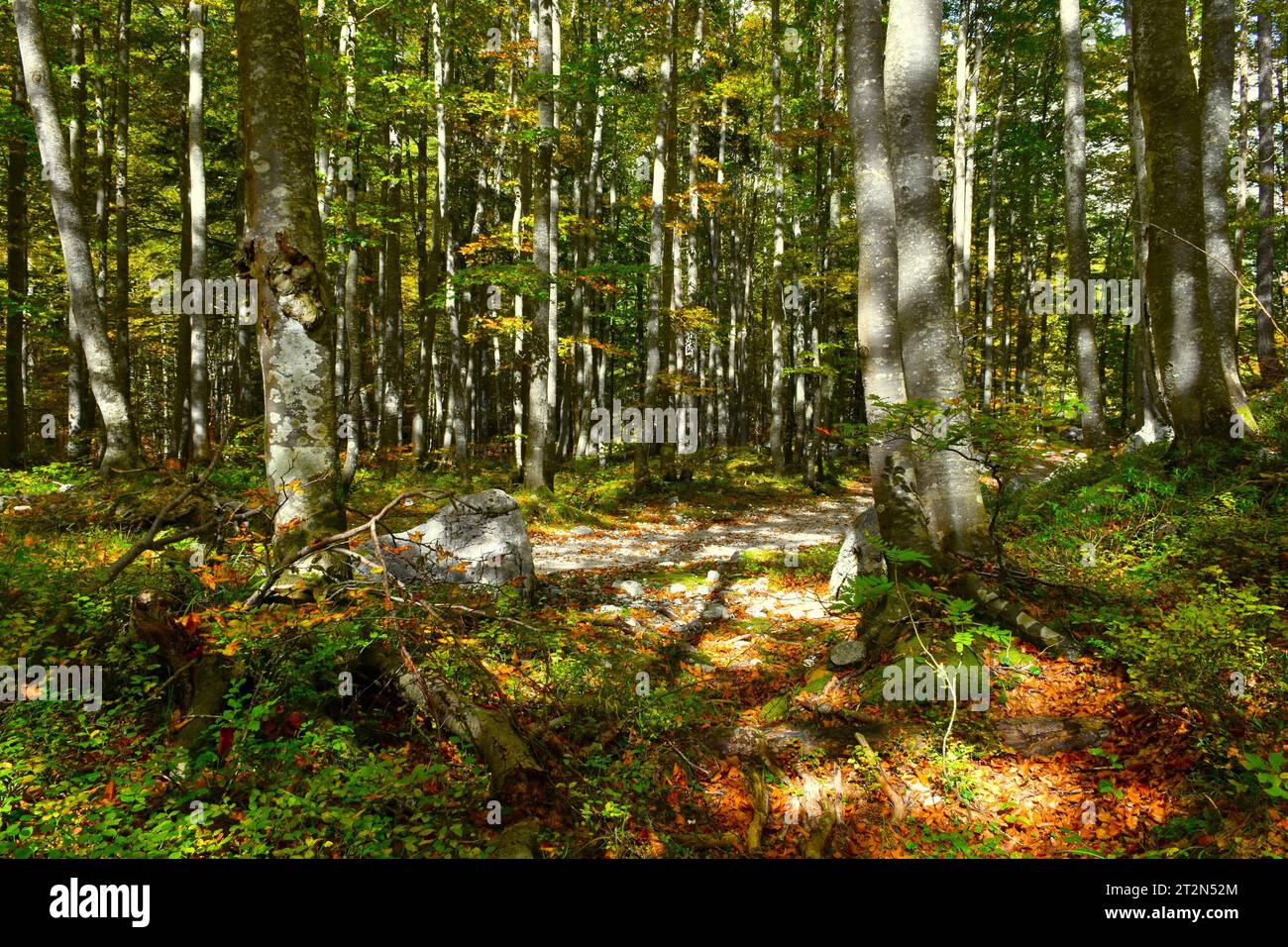 Temperate, deciduous, broadleaf beech (Fagus sylvatica) forest lit by ...