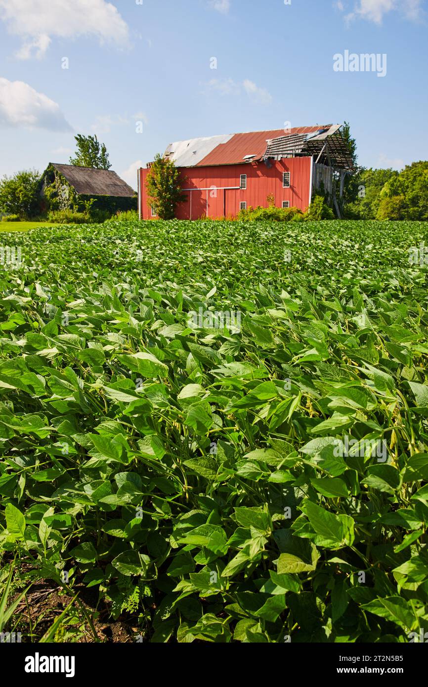 Soybean crops on farm with brown barn covered in ivy and a red barn ...
