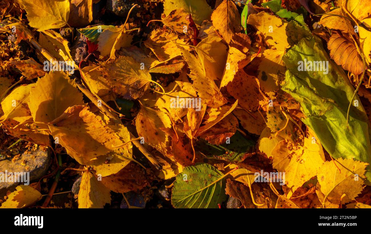 Warm colored leaves hi-res stock photography and images - Alamy