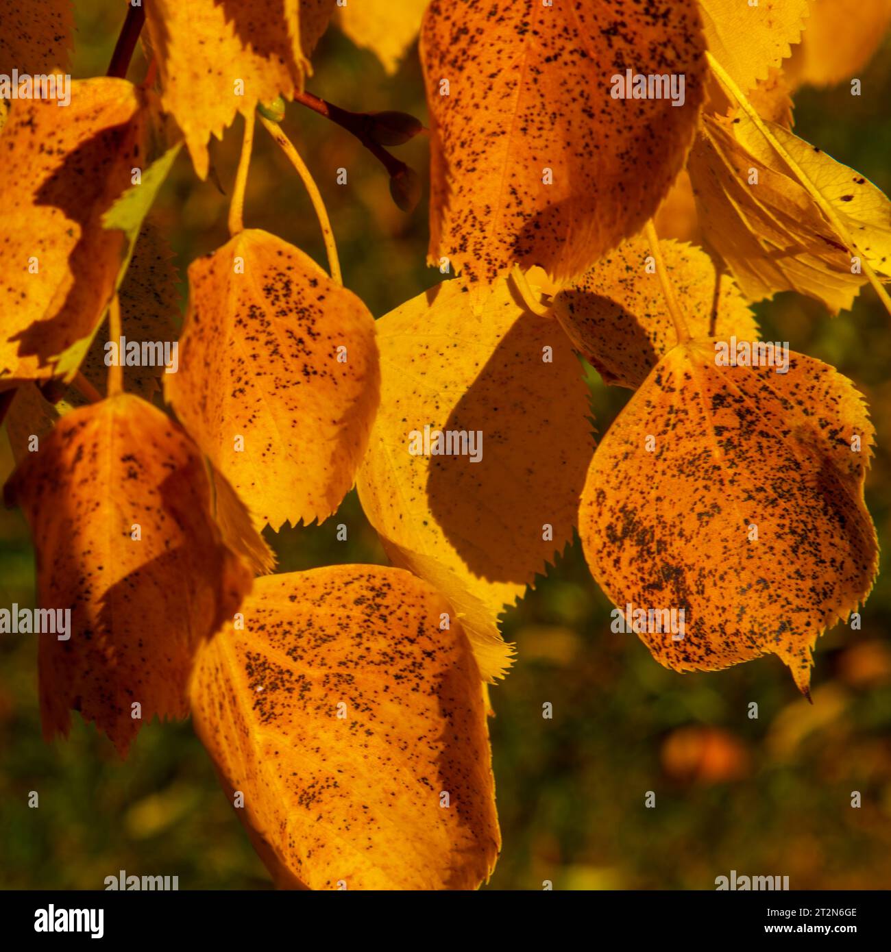 Warm colored leaves hi-res stock photography and images - Alamy