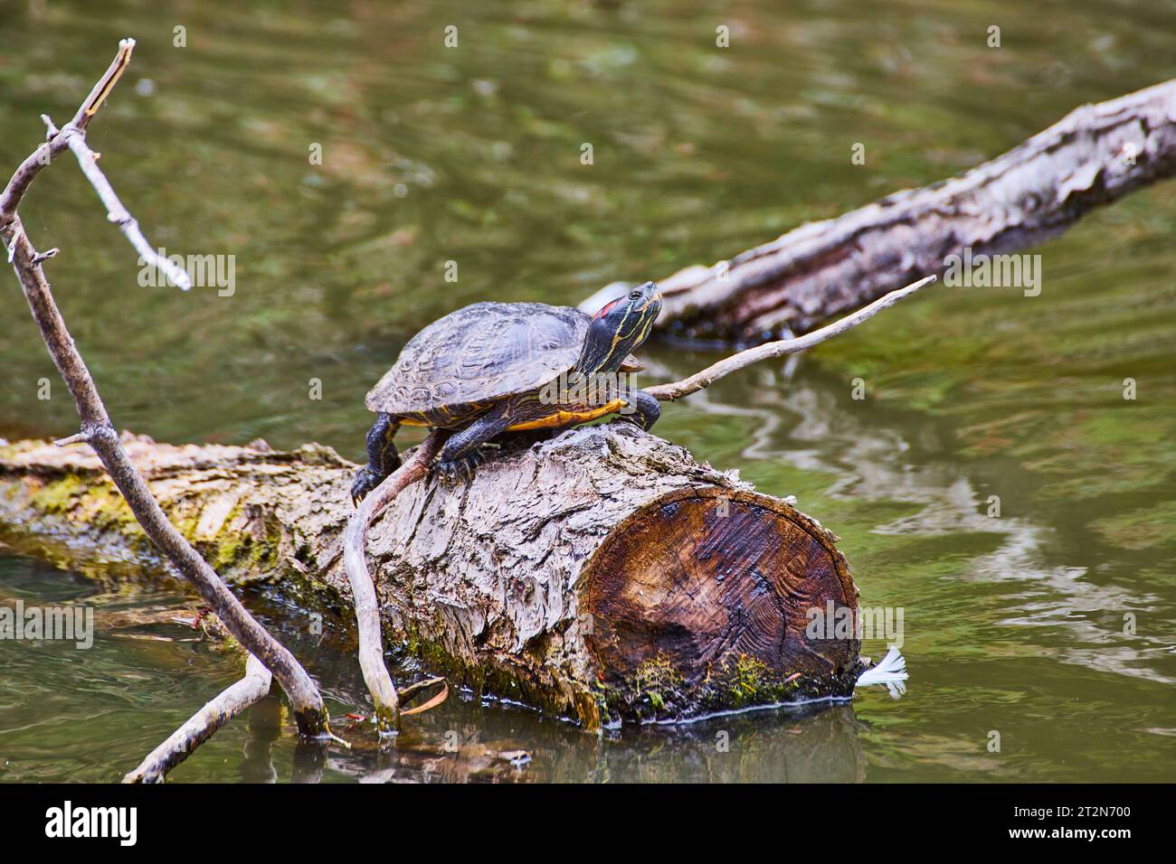 Proud snapping turtle hi-res stock photography and images - Alamy