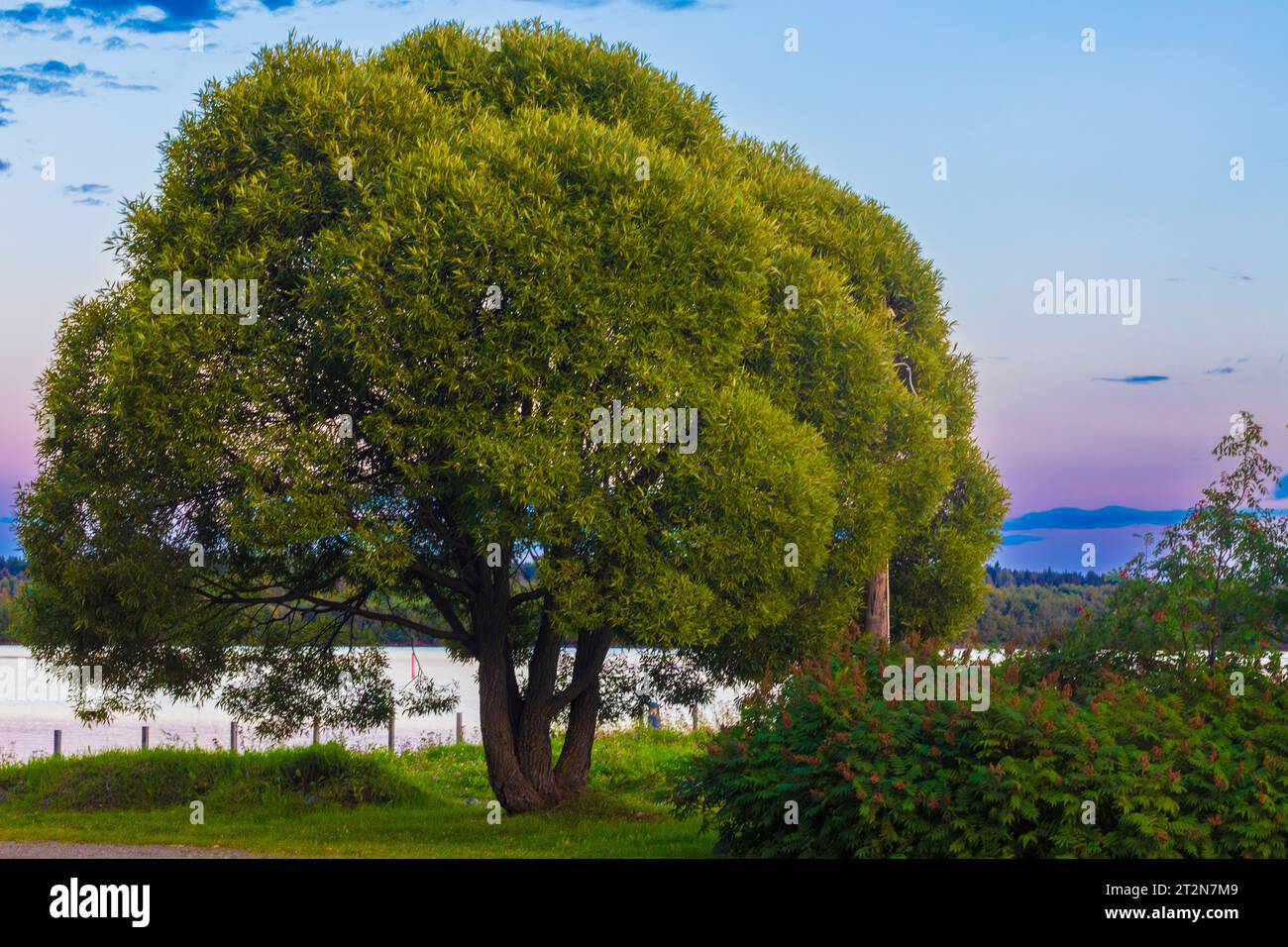 Shadows of willow trees hi-res stock photography and images - Alamy