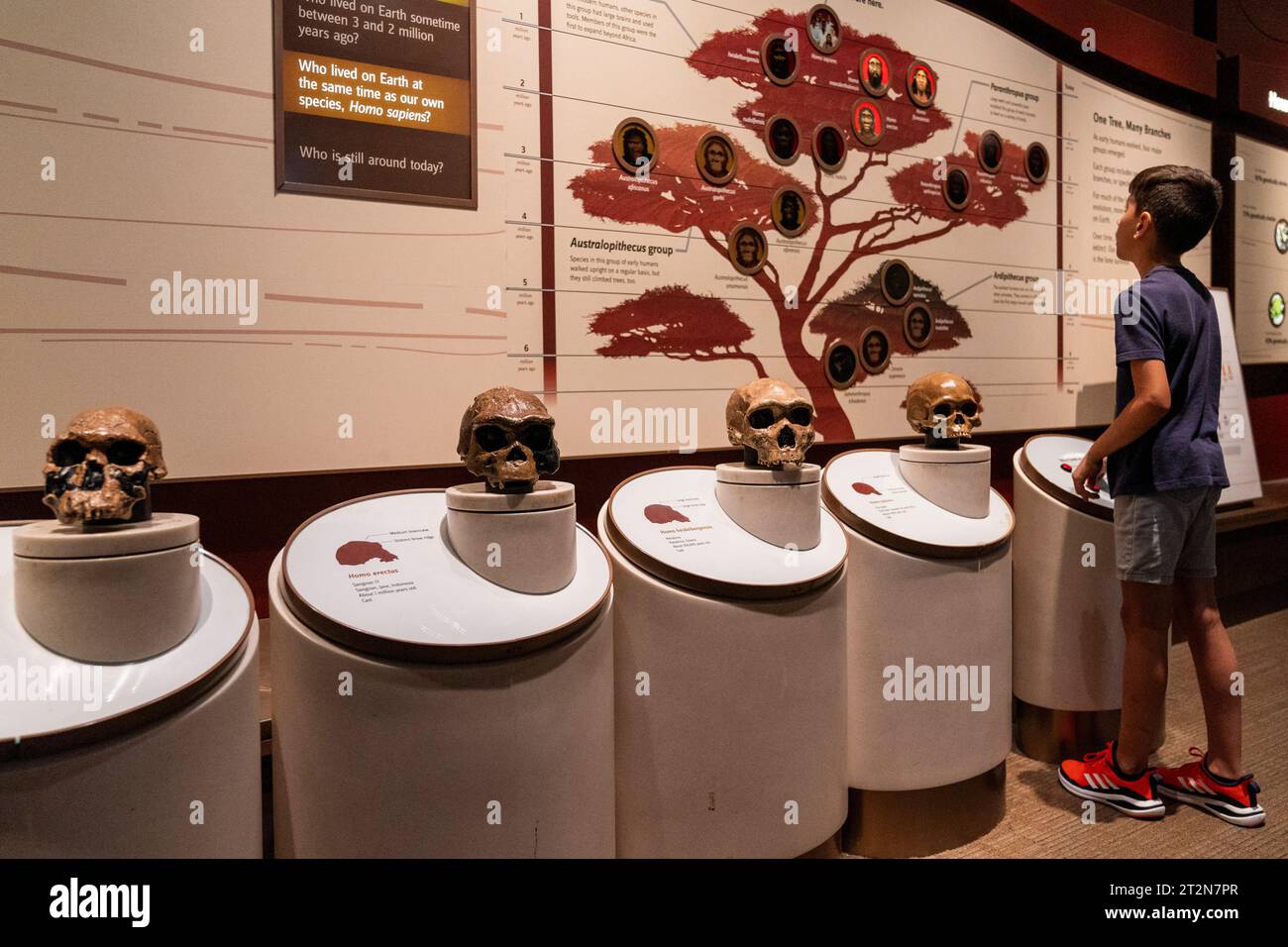 Casts of skulls are seen inside an exhibit of early human species ...