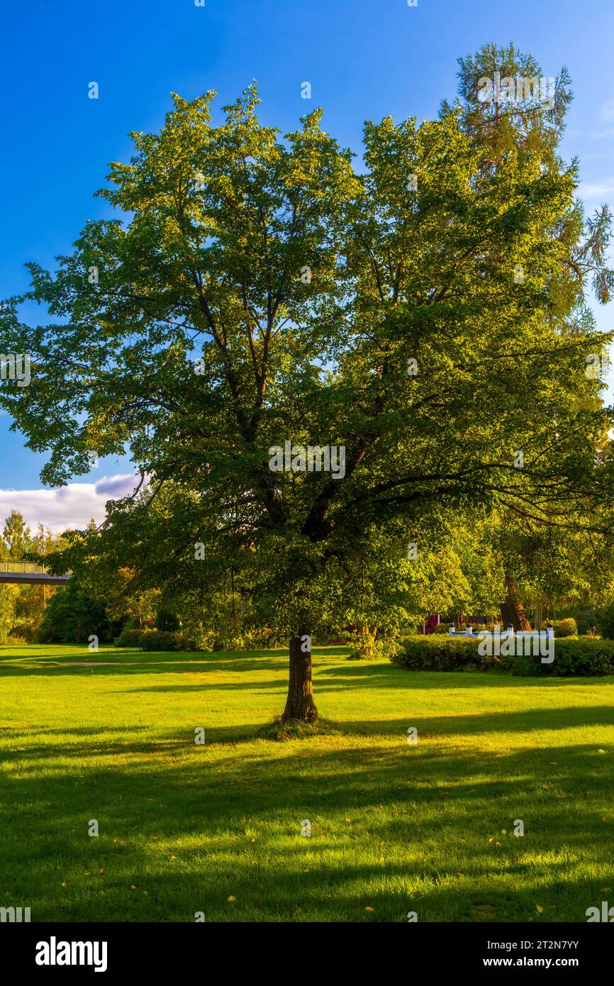 Tree with red heart shaped leaves hi-res stock photography and images ...
