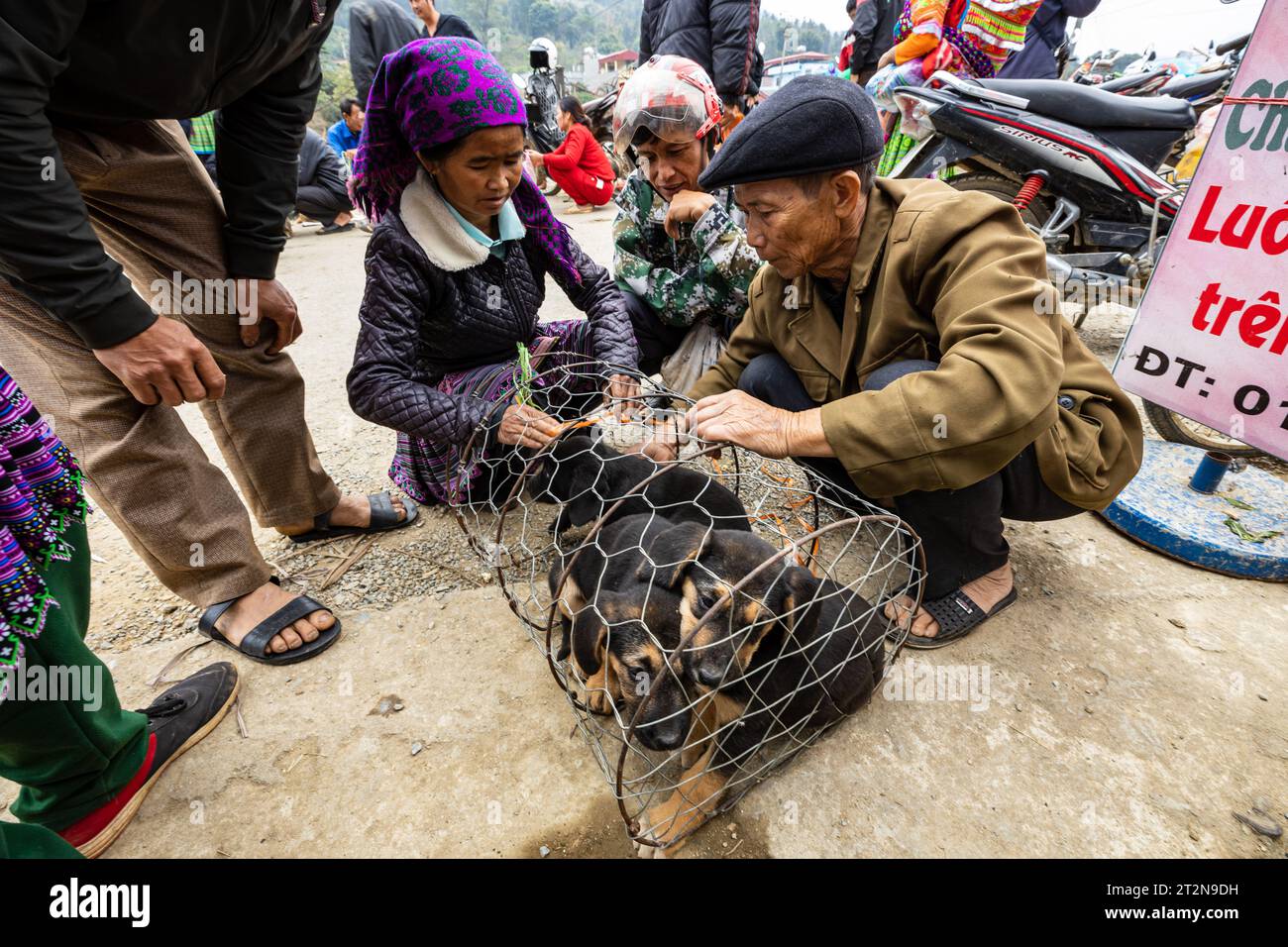 Puppies for sale at the Farmers Bac Ha Farmers Market in North Vietnam ...