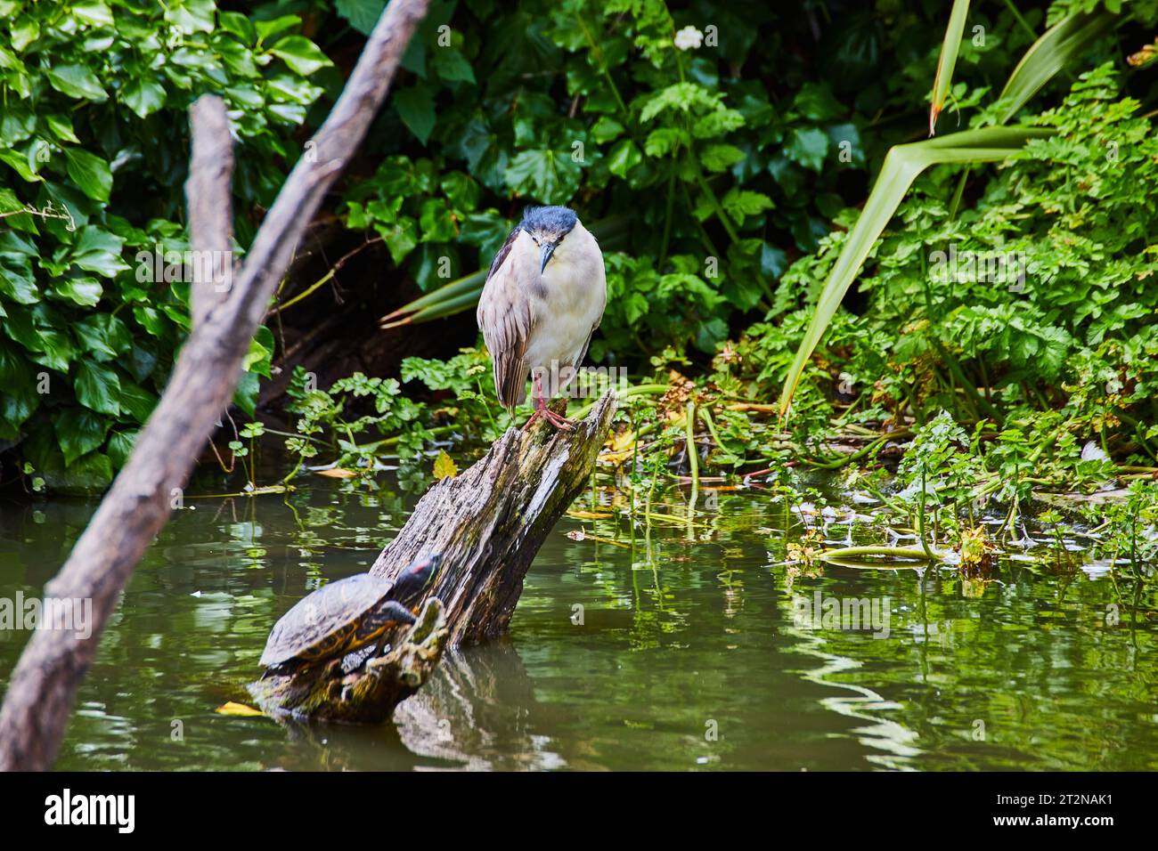 Deranged bird on log sticking out of pond water with snapping turtle on ...