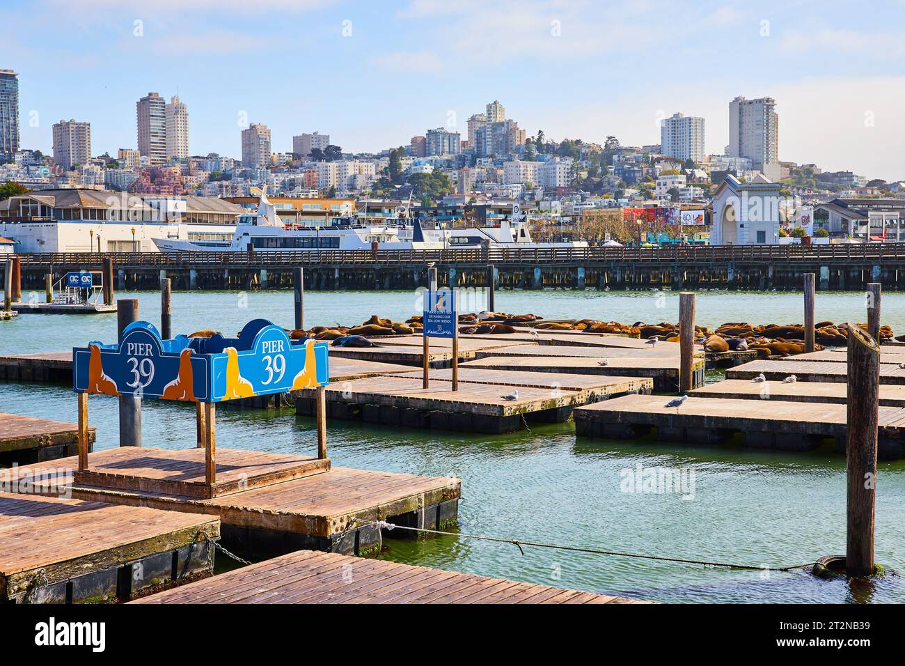 Blue Pier 39 sign with seals and real sealions sunbathing on piers with ...