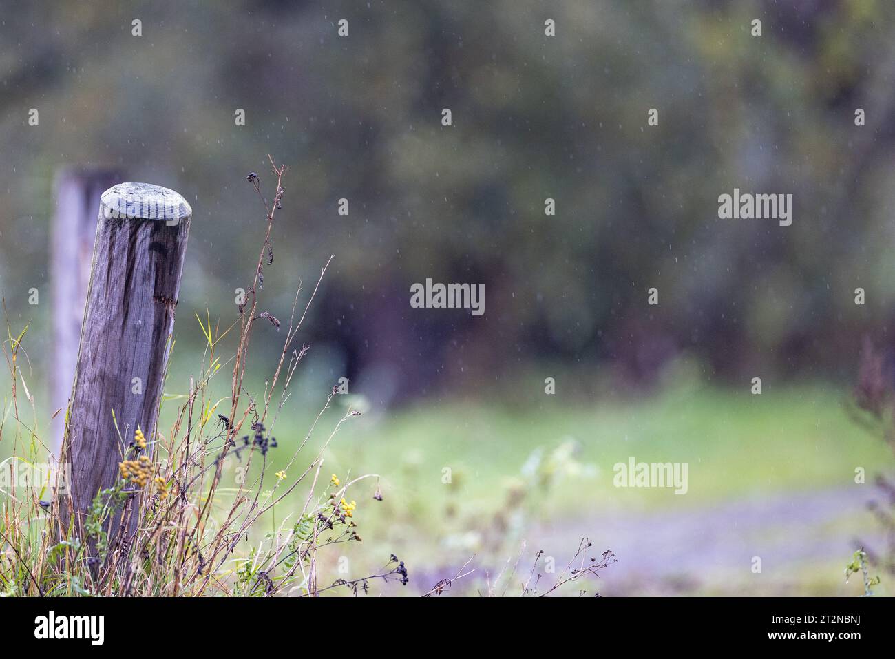 Dissen, Germany. 20th Oct, 2023. Rain falls on a hiking trail in the ...