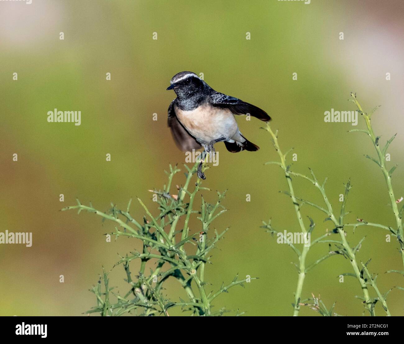 Pied wheatear cyprus hi-res stock photography and images - Alamy