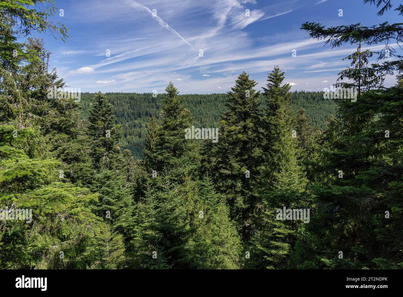 View of trees of the Black Forest from the Treetop Walk Stock Photo - Alamy