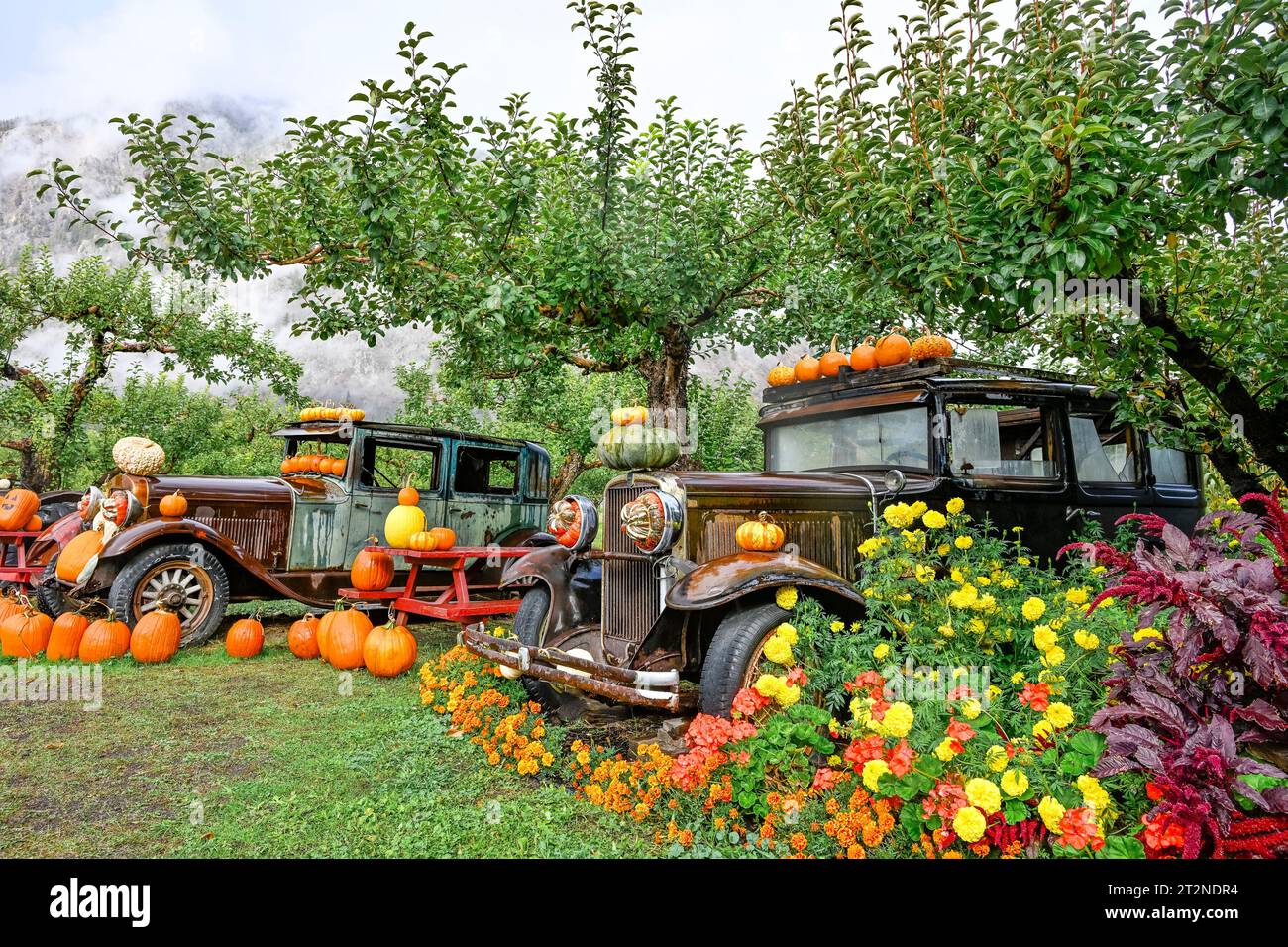 Vintage cars with Fall pumpkin display, Parsons Fruit Stand, Keremeos ...