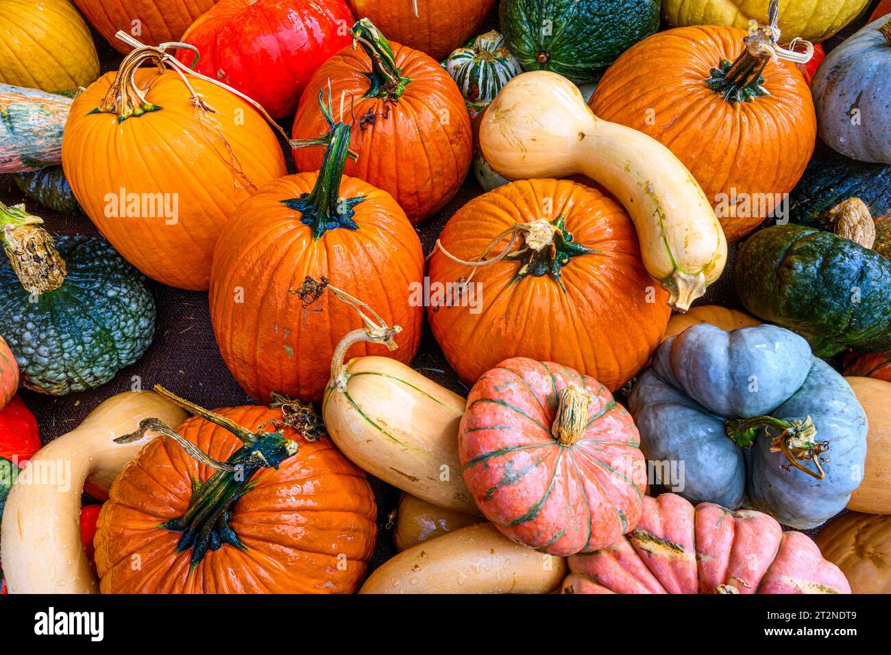 Autumn pumpkin squash display Stock Photo - Alamy