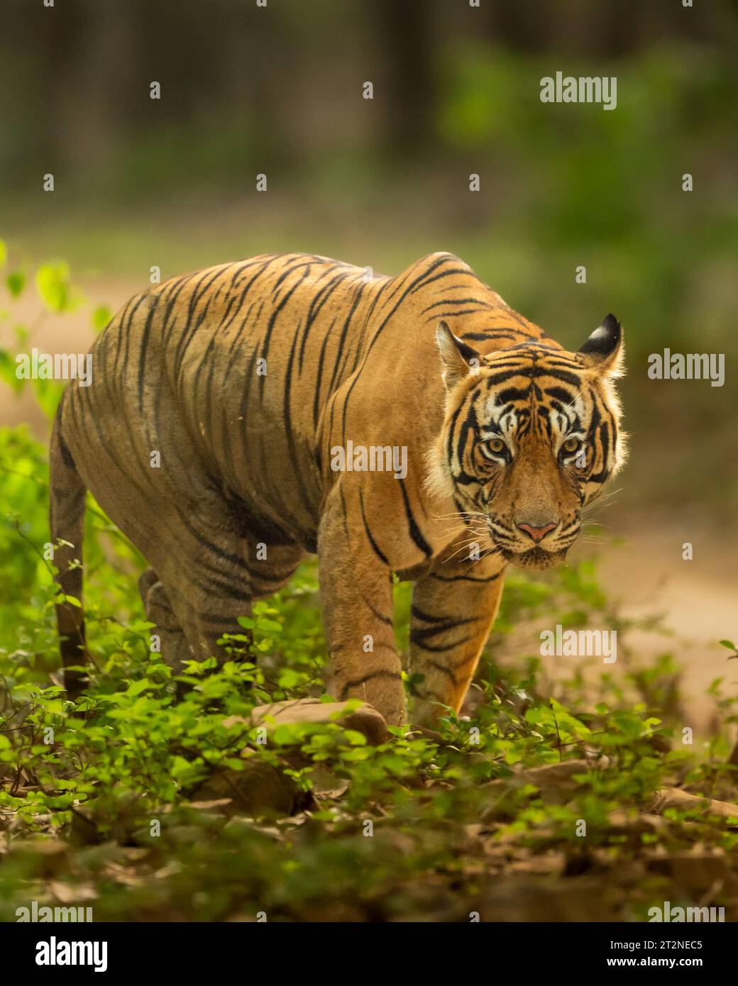 eye level shot of wild male bengal tiger or panthera tigris closeup or ...