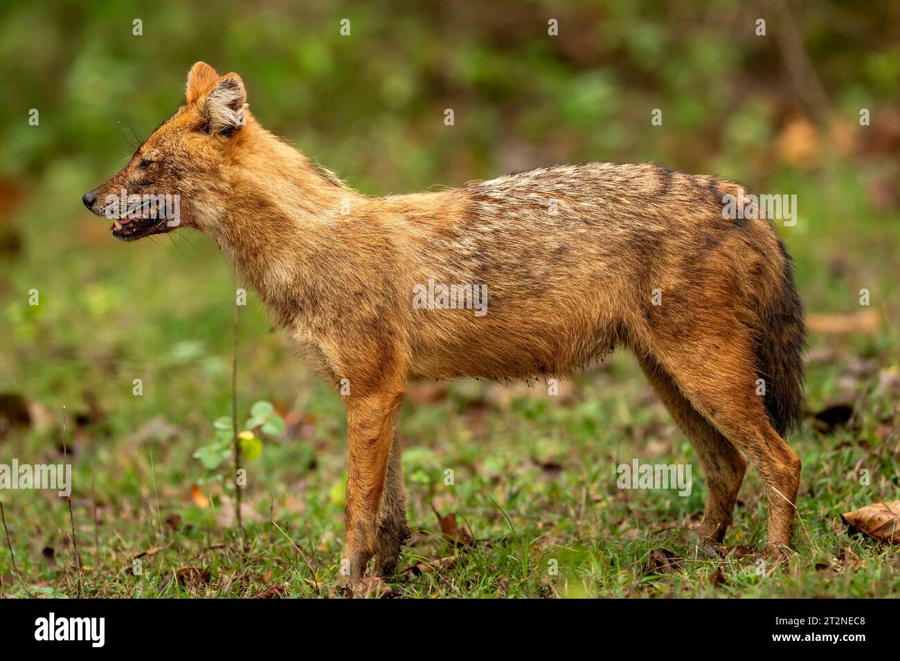 golden jackal or Canis aureus side profile in natural scenic green background in winter season ...