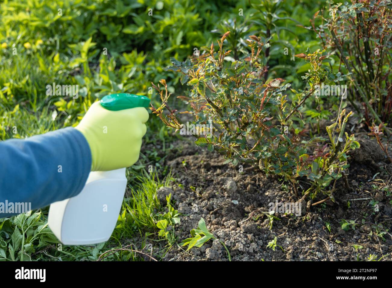 Treatment of roses from pests, aphids and fungi. Remedy for roses from ...