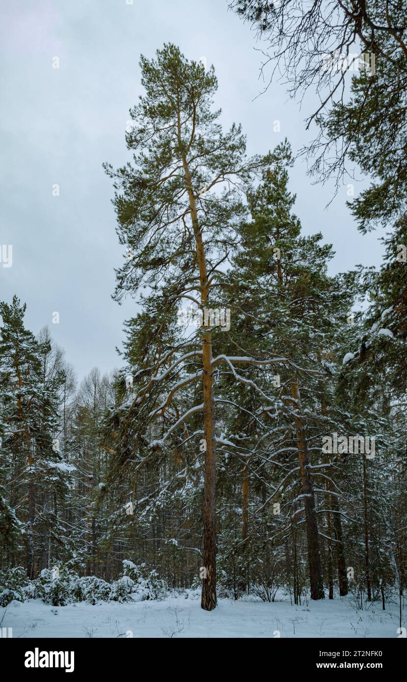 Tall tree in wood hi-res stock photography and images - Alamy