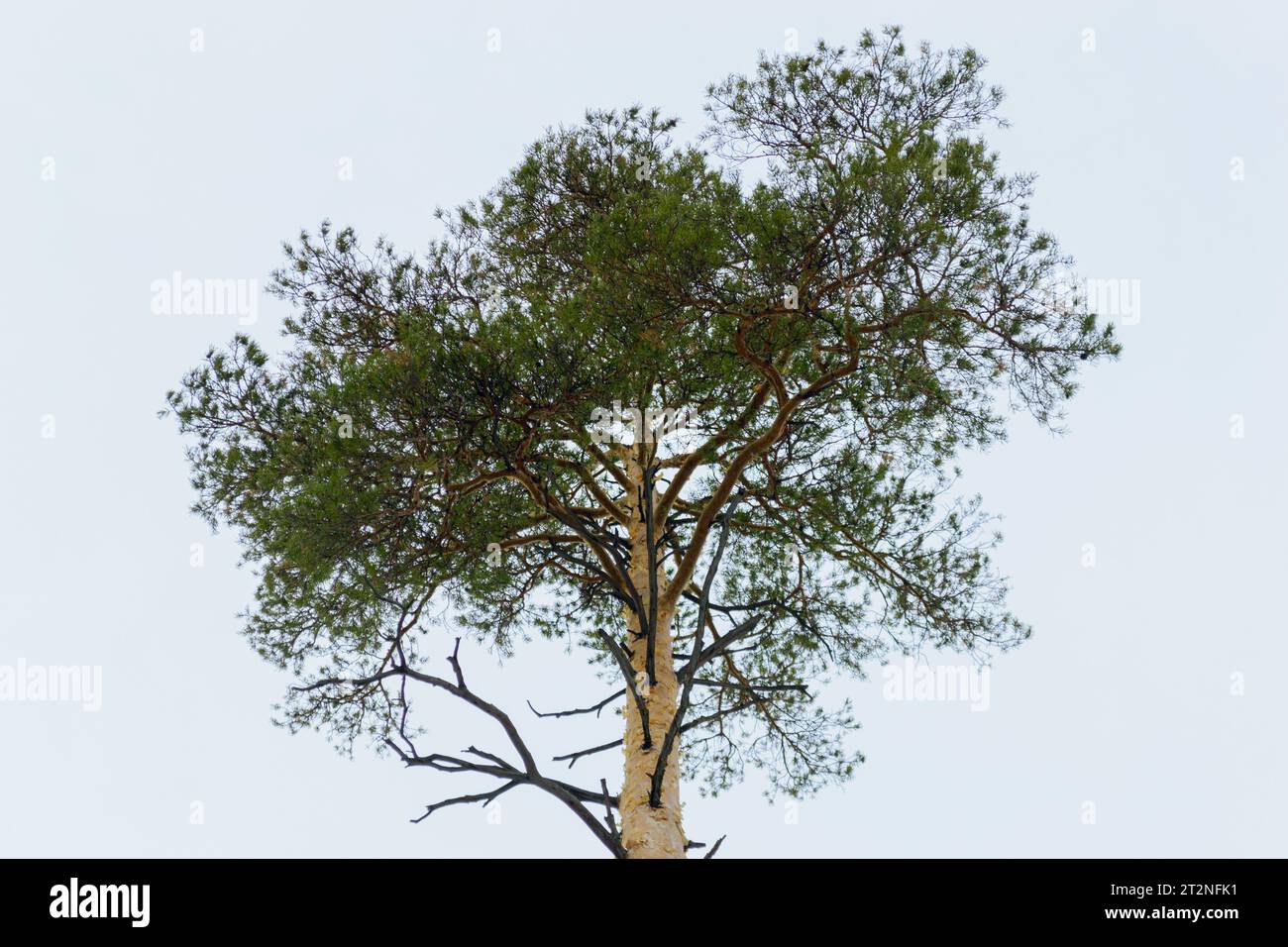 The crown of a fluffy tall pine tree against the background of a ...
