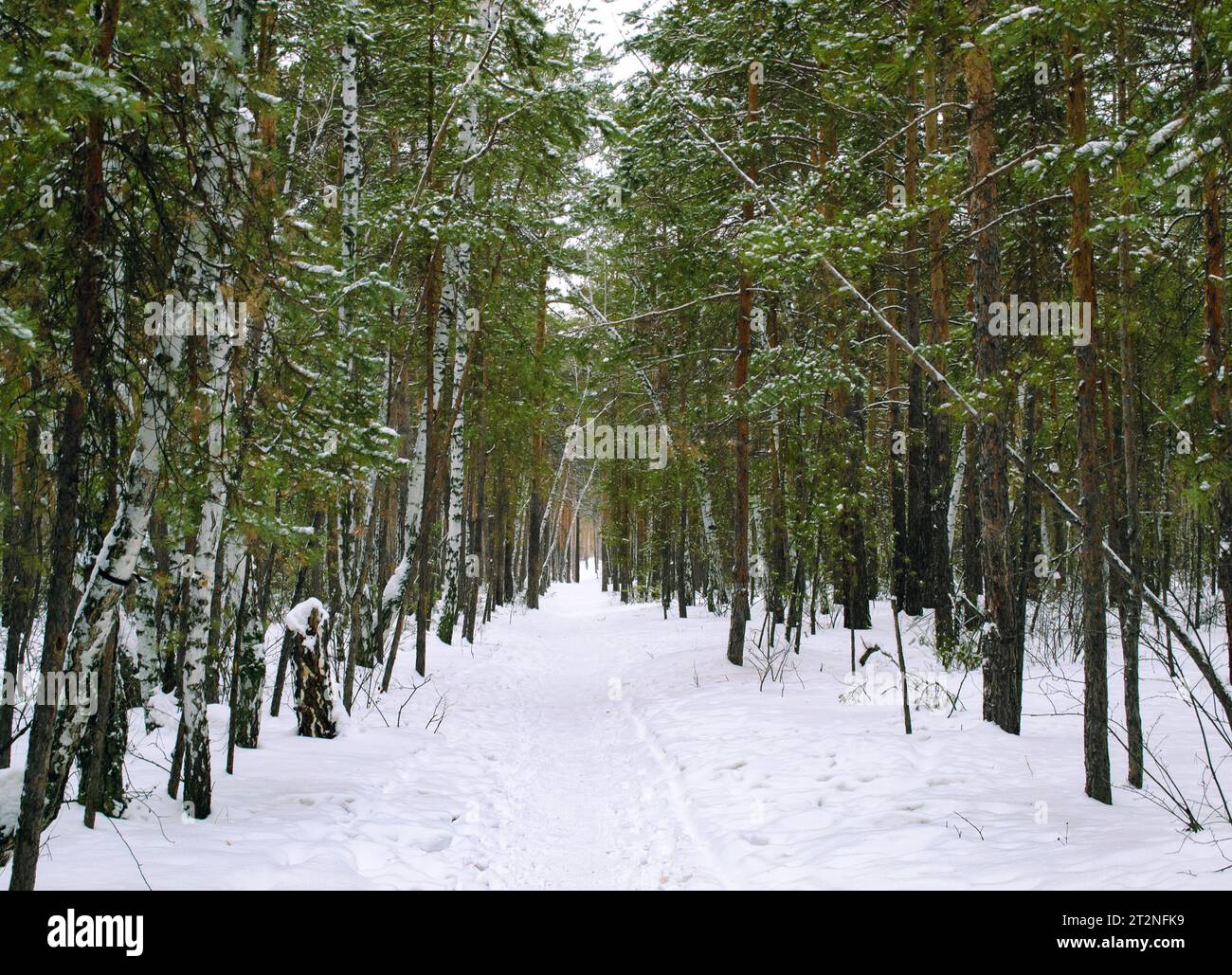 Mixed evergreen forest hi-res stock photography and images - Alamy